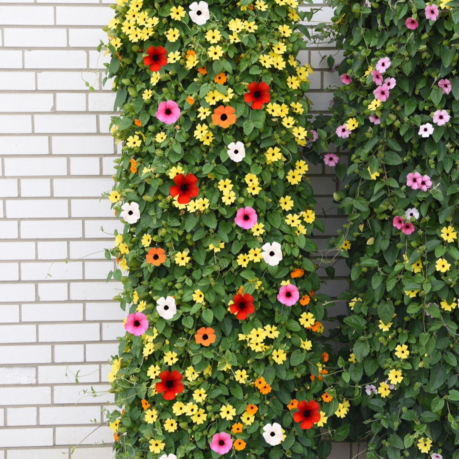 Thompson & Morgan Thunbergia Sunny Susy Collection 10 Jumbo Plugs - QVC UK