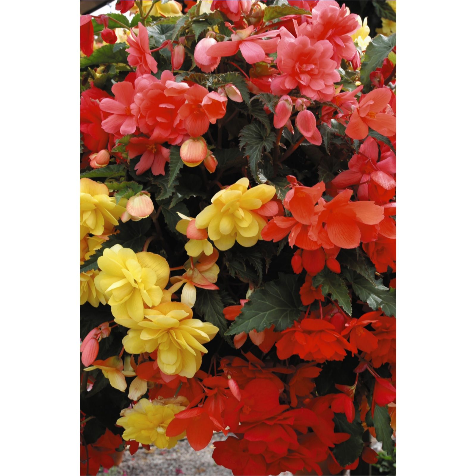 Thompson & Morgan Begonia Illumination Mixed 6cm Young Plants x30 - QVC UK