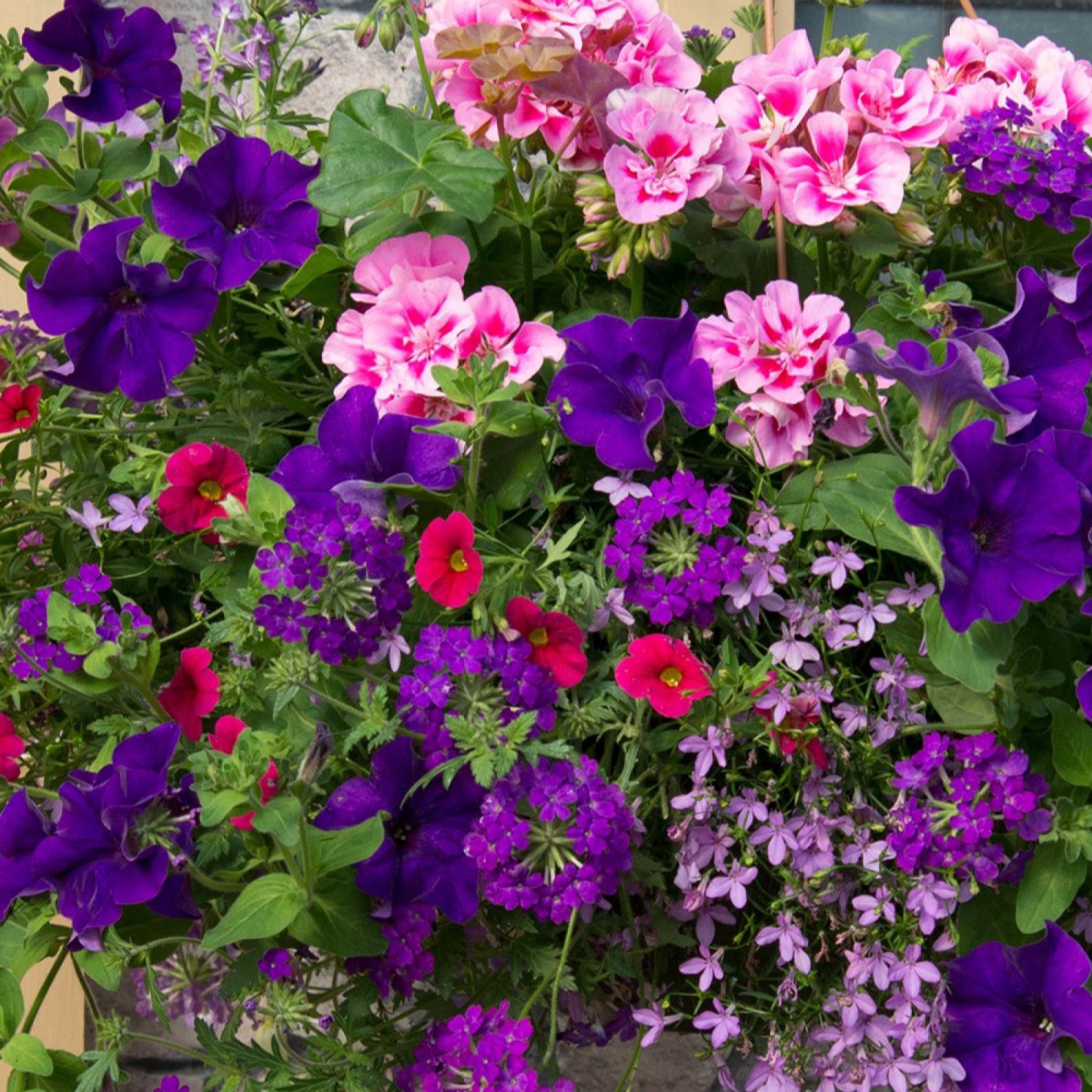 YouGarden Pair of Pre-Planted Hanging Baskets & Fertiliser - QVC UK