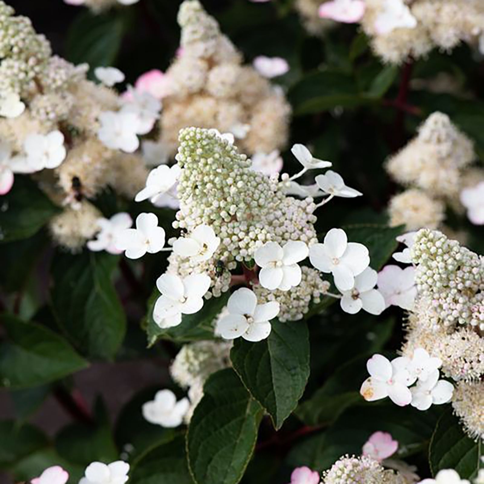 Thompson & Morgan Hydrangea Living Collection 1 Litre Pots - QVC UK