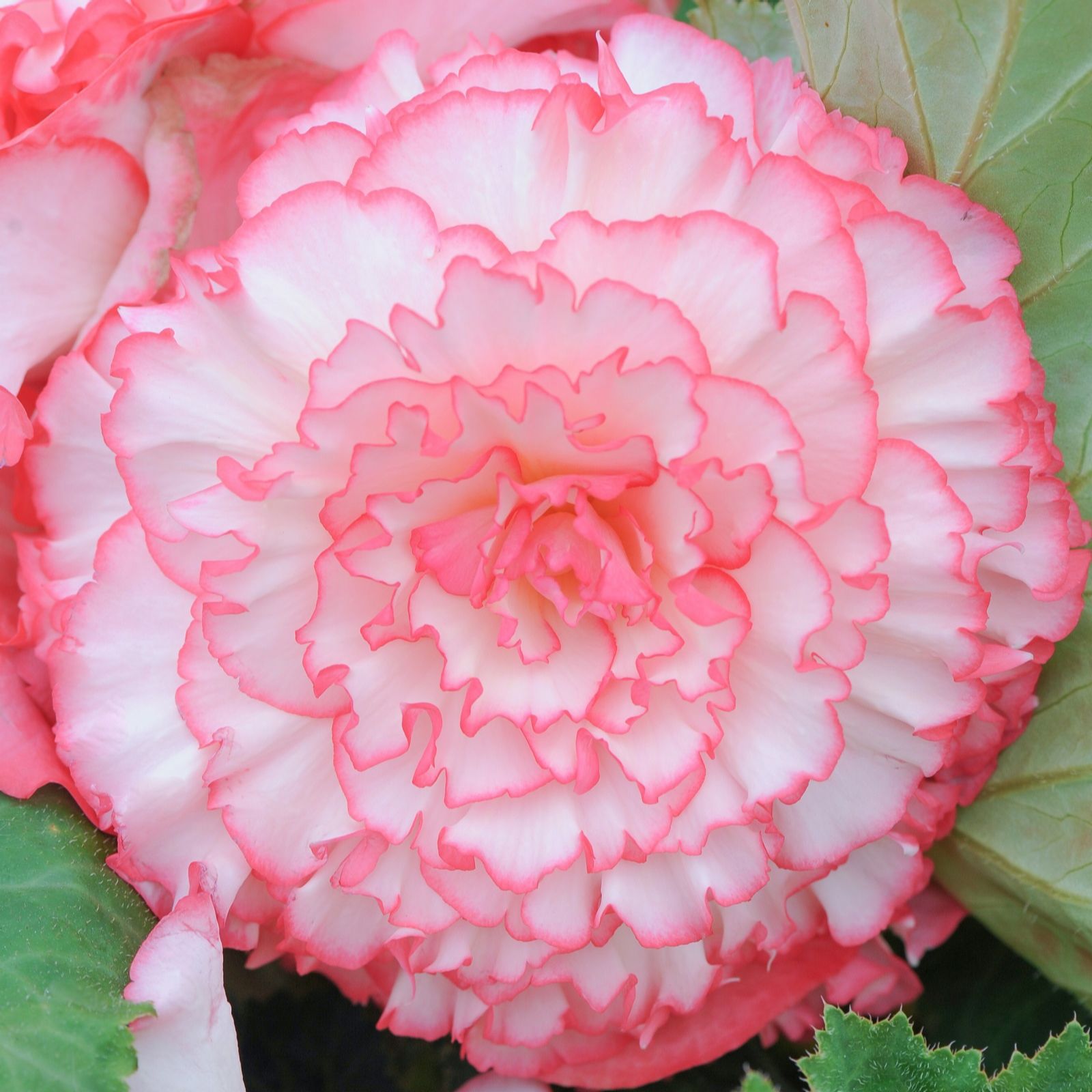 Thompson & Morgan Begonia Giant Majestic 12 Garden Ready Plants - QVC UK