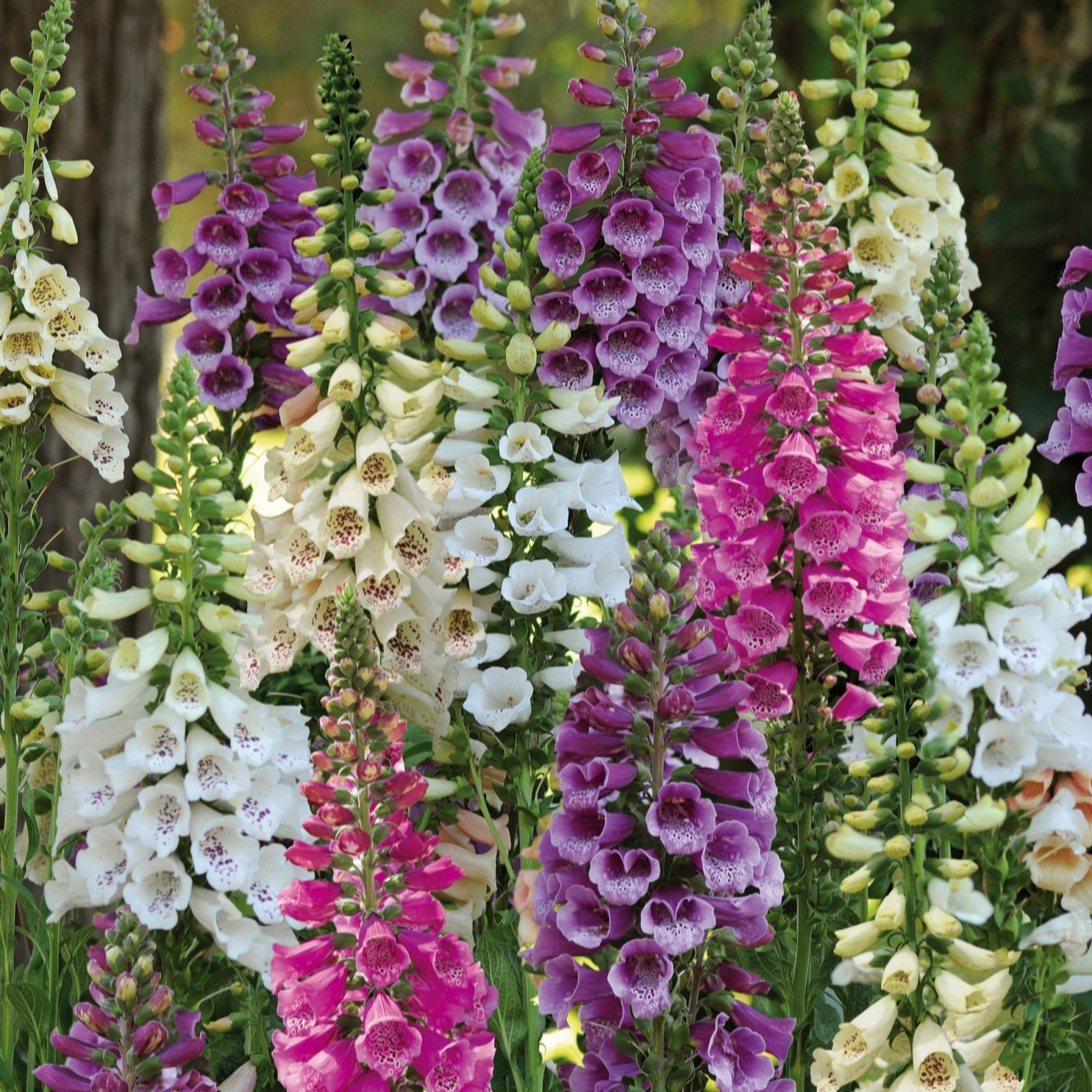 Thompson & Morgan Bee Friendly Perennial Mix 9cm Pot x 6 - QVC UK