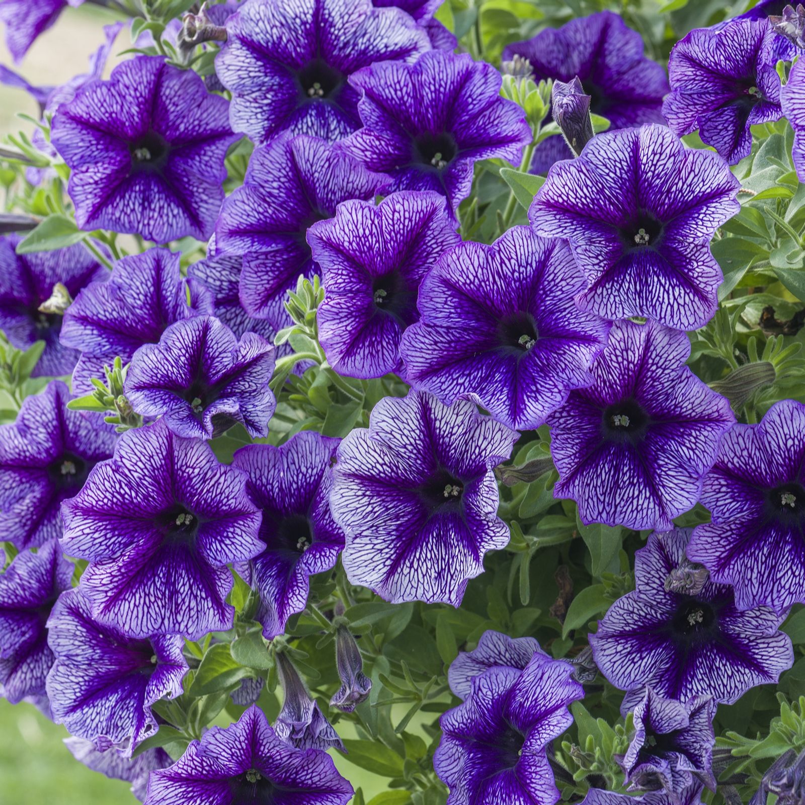 Plants2Gardens Petunia Unique Collection 10 x 9cm - QVC UK