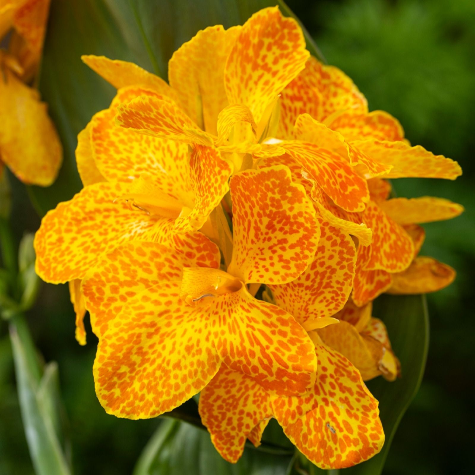 YouGarden Canna Cannova Orchid Flowered 9cm x3 - QVC UK