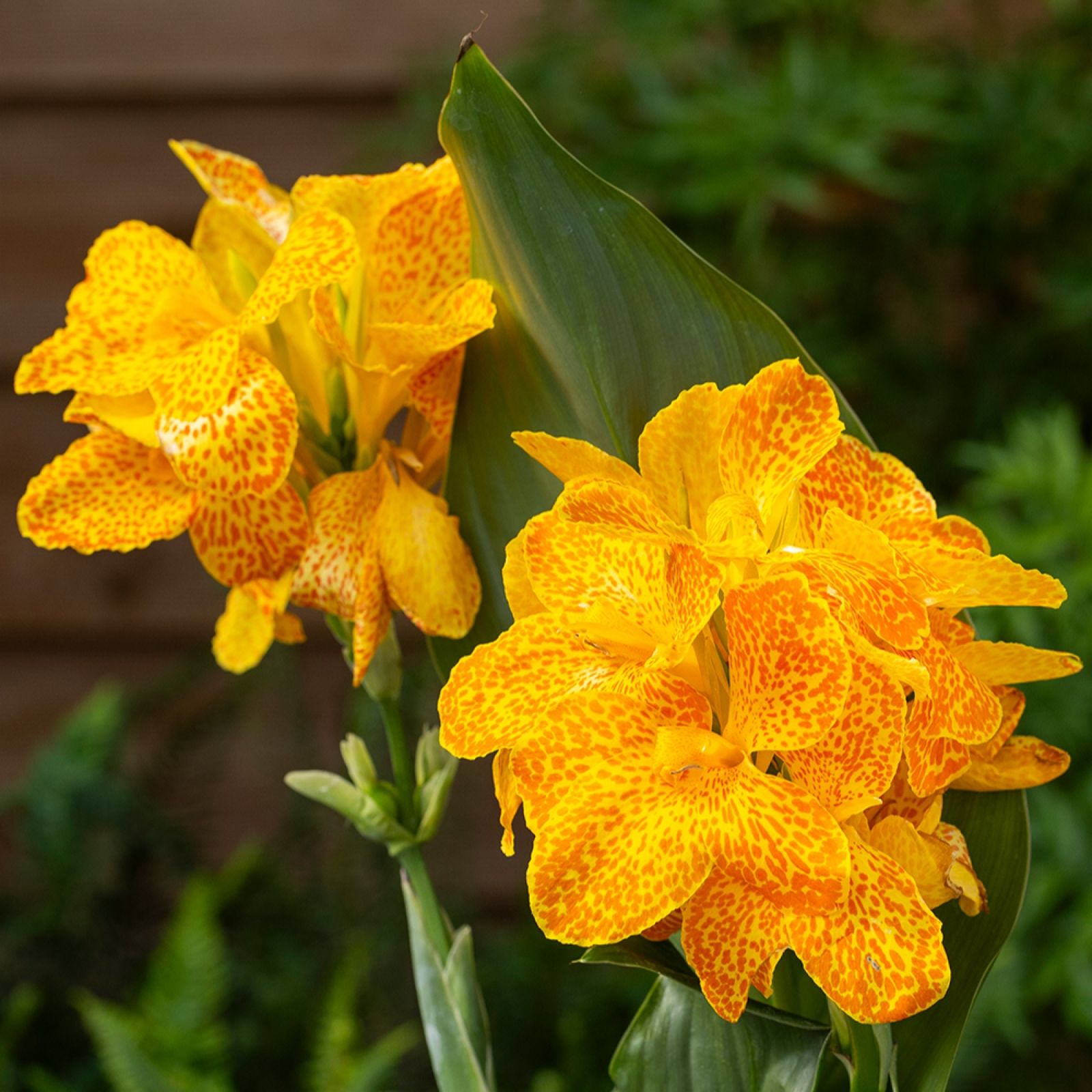 YouGarden Canna Cannova Orchid Flowered 9cm x3 - QVC UK