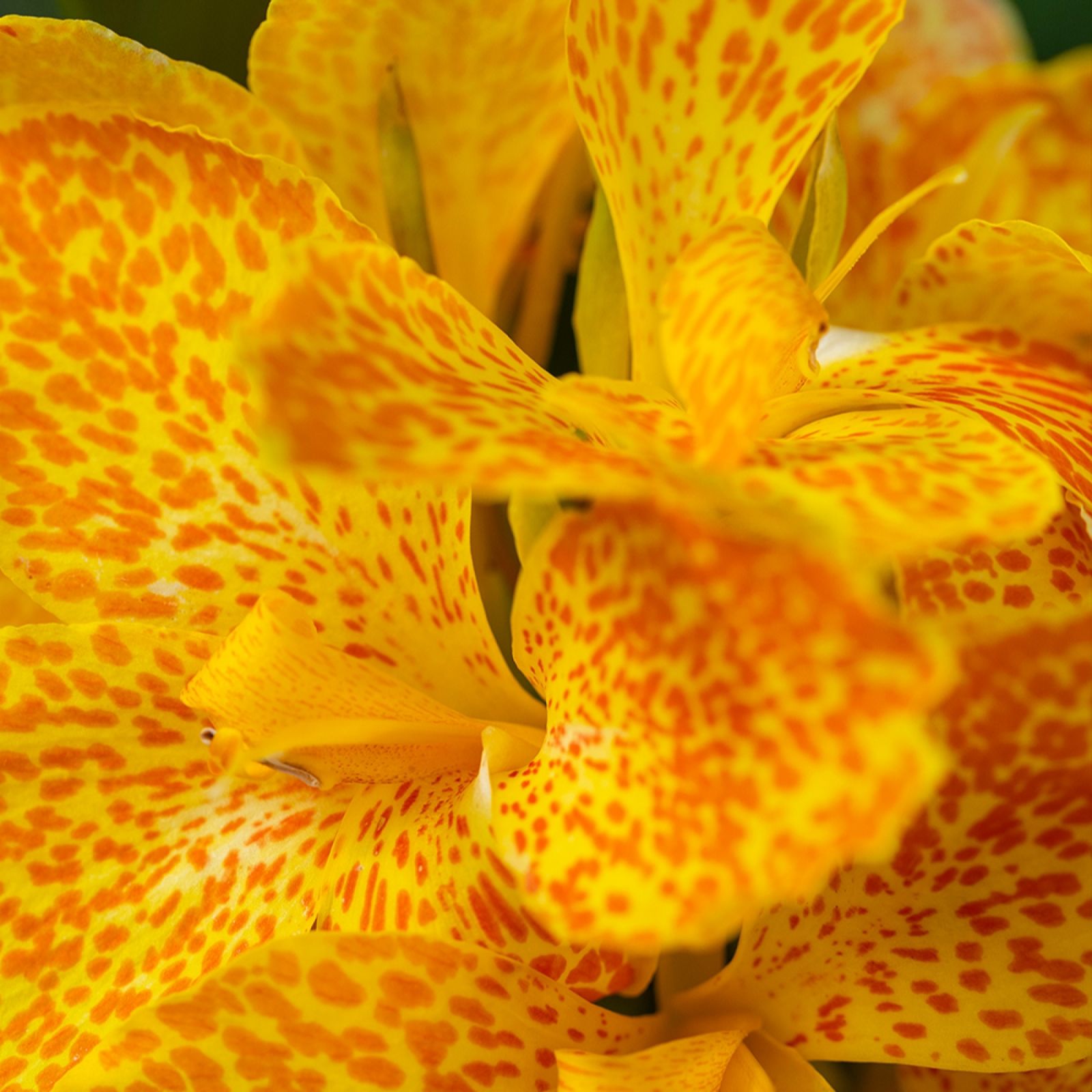 YouGarden Canna Cannova Orchid Flowered 9cm x3 - QVC UK