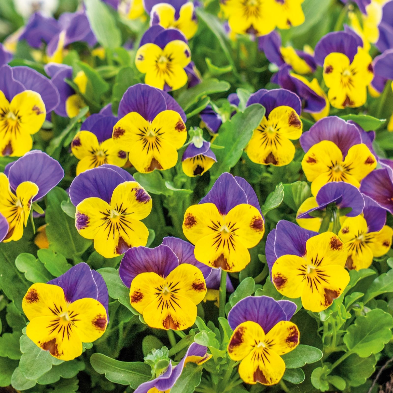 Plants2Gardens Viola Jump Up Collection - QVC UK