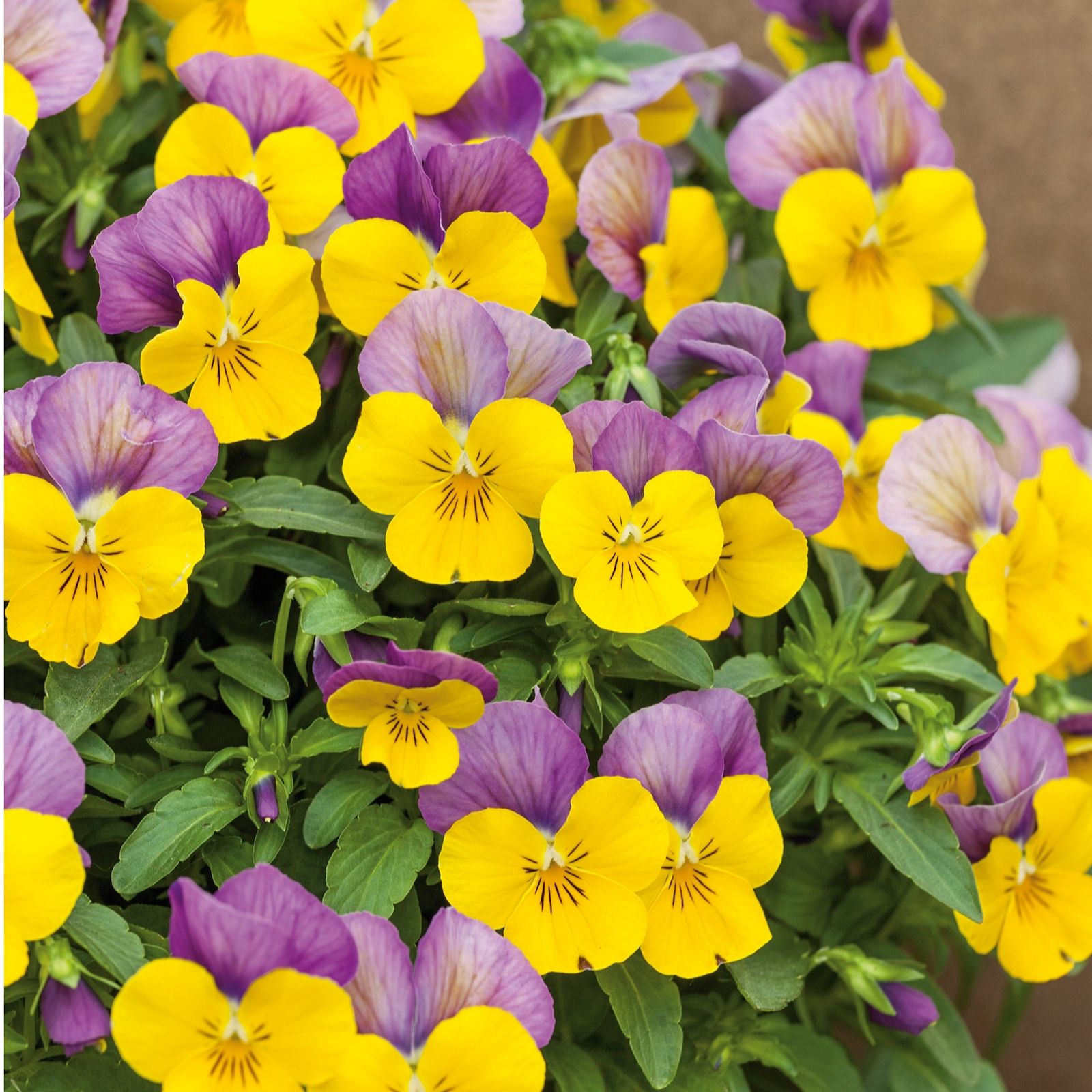 Plants2Gardens Viola Jump Up Collection - QVC UK