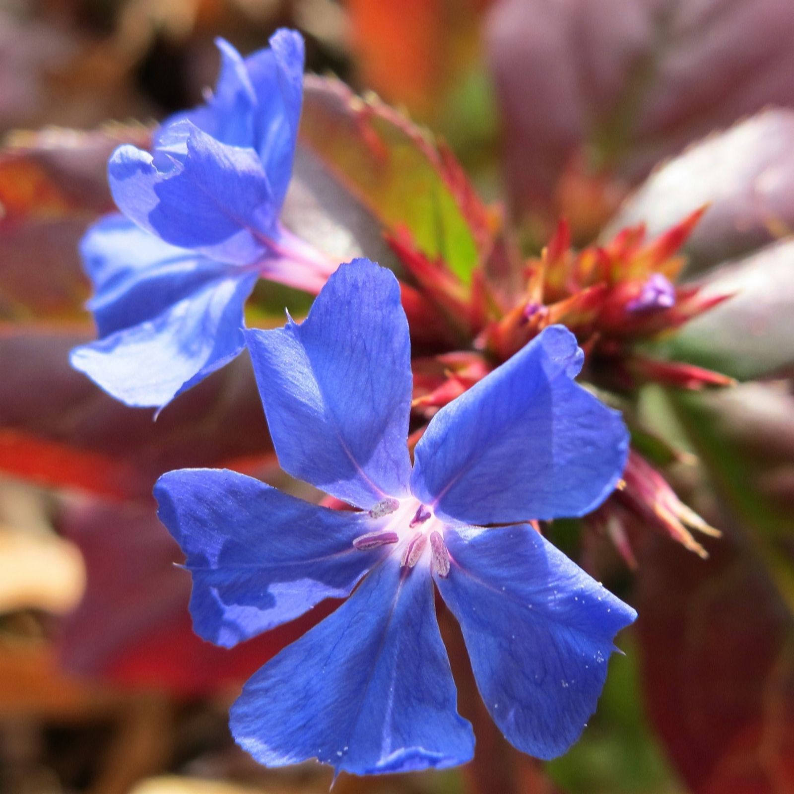 Hayloft Plants Ceratostigma Plumbaginoides Hardy Plumbago 3 x 9cm Pots ...