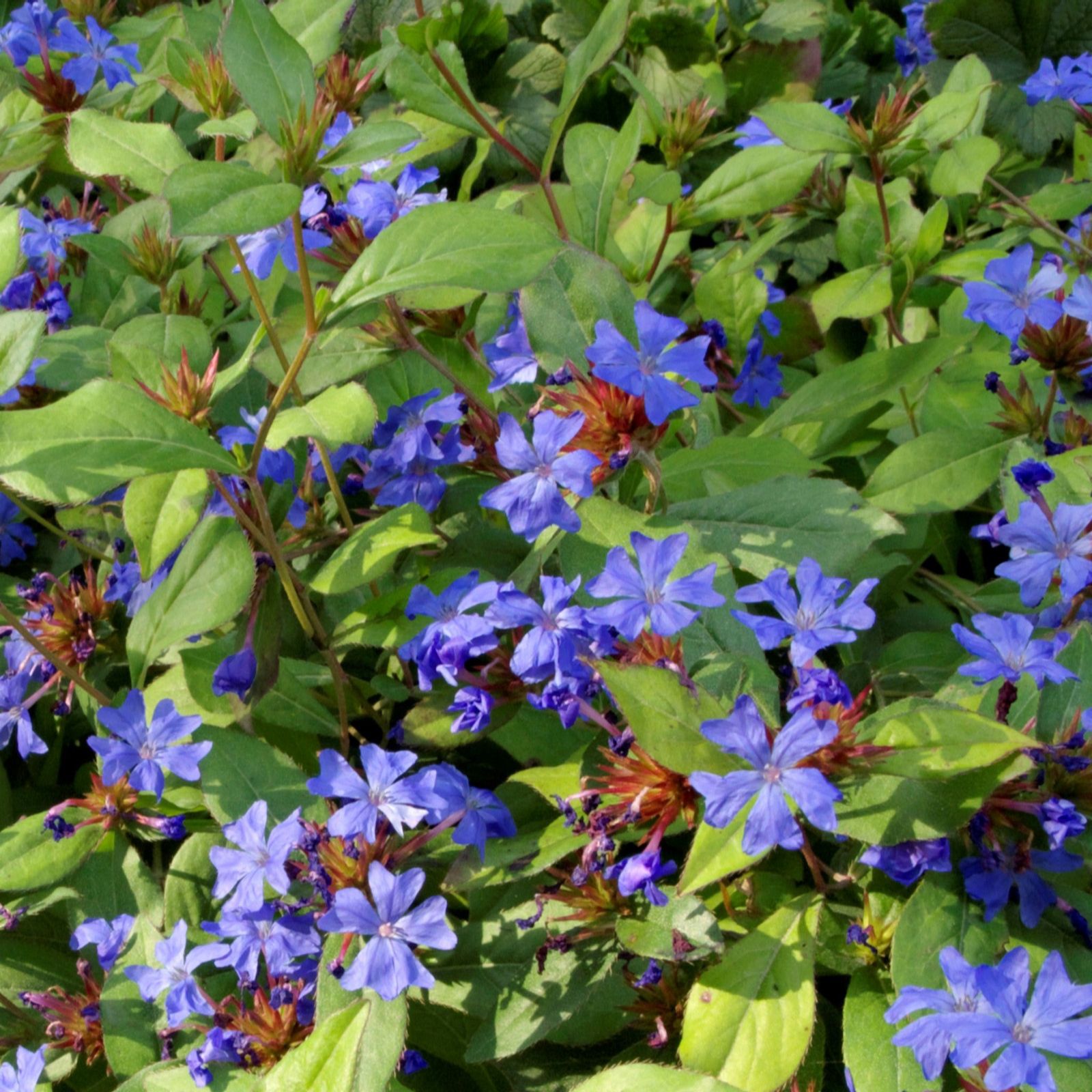 Hayloft Plants Ceratostigma Plumbaginoides Hardy Plumbago 3 x 9cm Pots ...