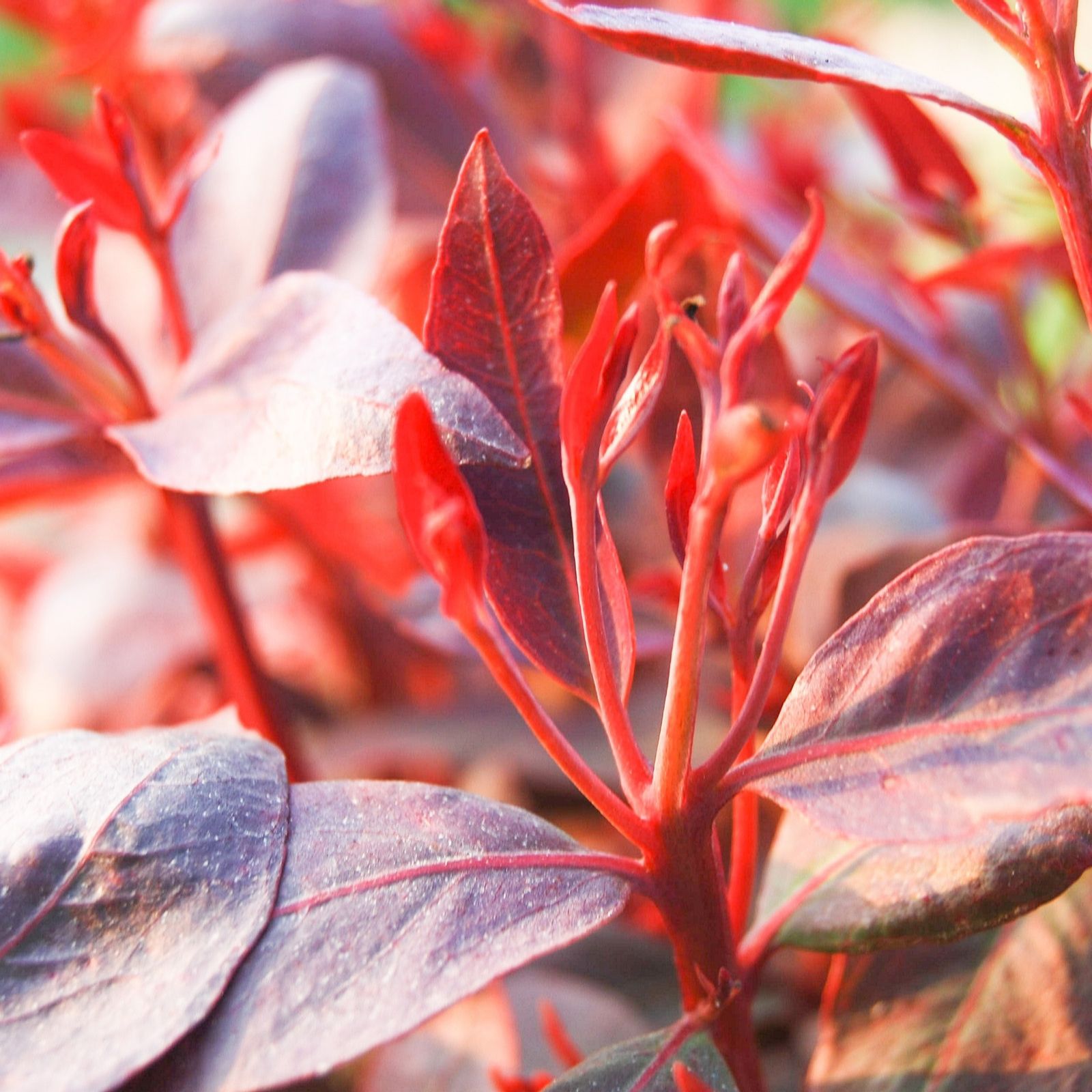 Hayloft Plants Ceratostigma Plumbaginoides Hardy Plumbago 3 x 9cm Pots ...