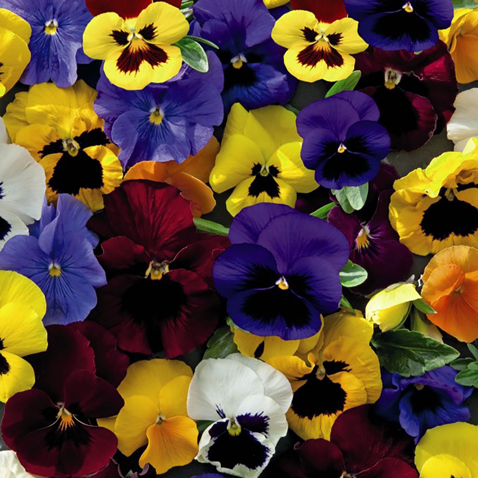 Thompson & Morgan Pansy Universal 48 Plugs - QVC UK