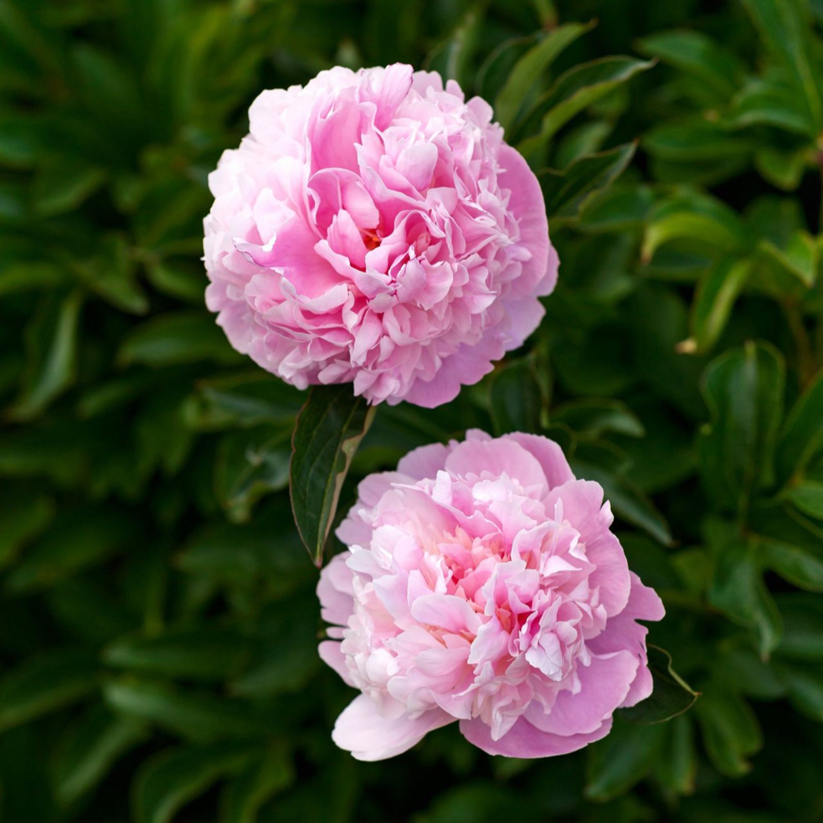 Thompson & Morgan Peony Best Selling Collection 3 Bare Roots - QVC UK