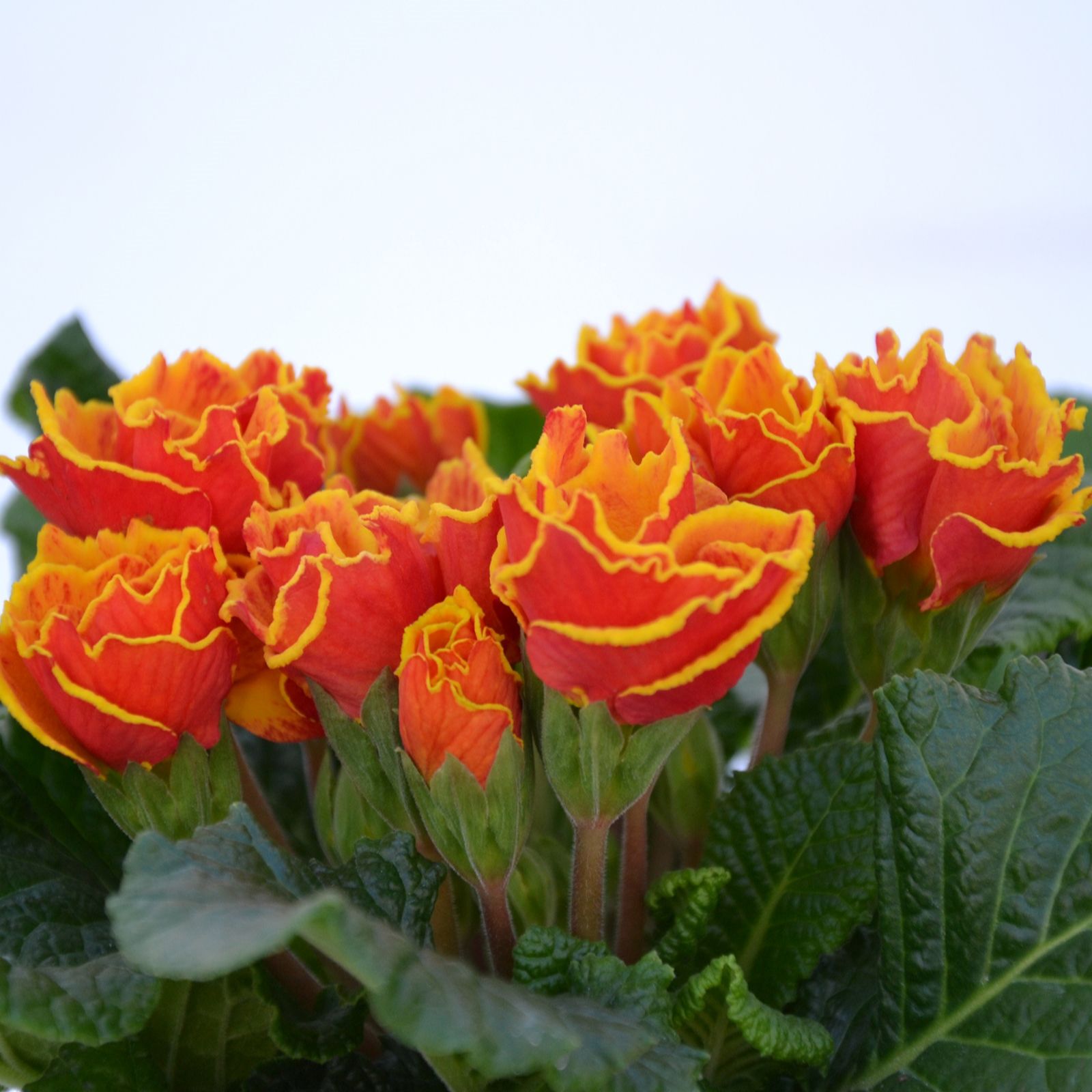 Plants 2 Gardens Primrose Flamenco Fire - QVC UK