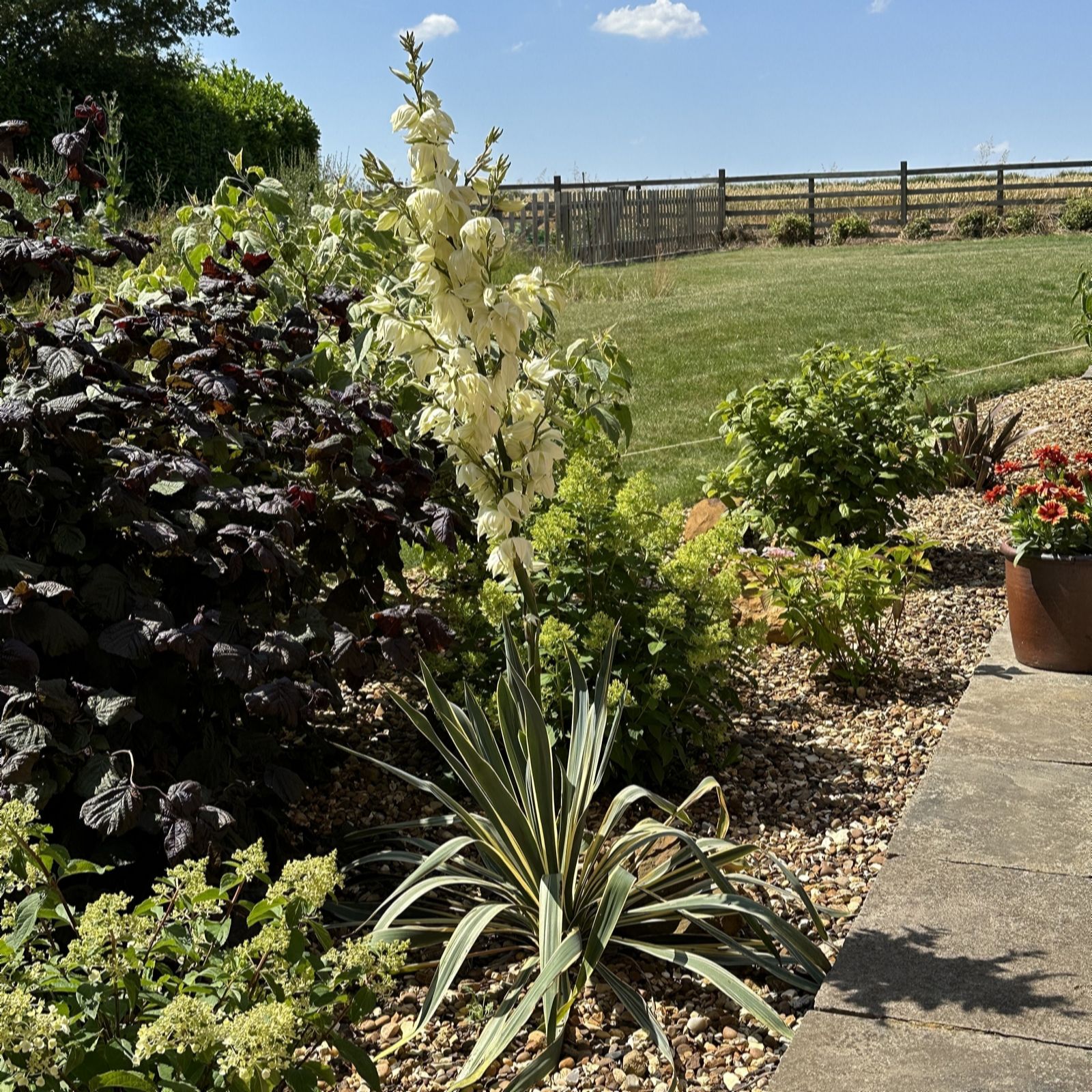 Plants2Gardens Yucca Jewel in 7 Litre Pot - QVC UK