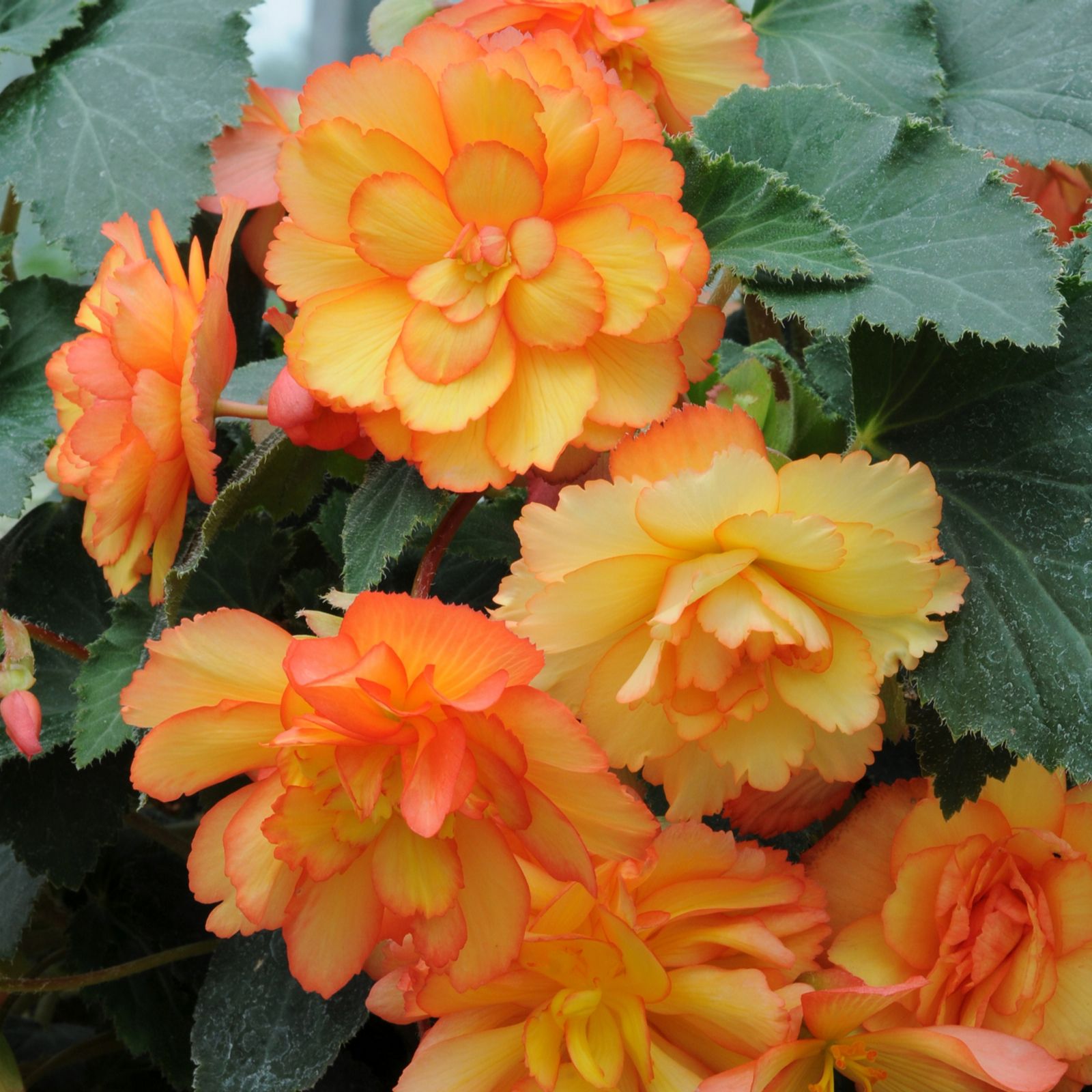 Richard Jackson`s Nursery Fresh Golden Picotee Begonia 5 x 6cm Garden ...