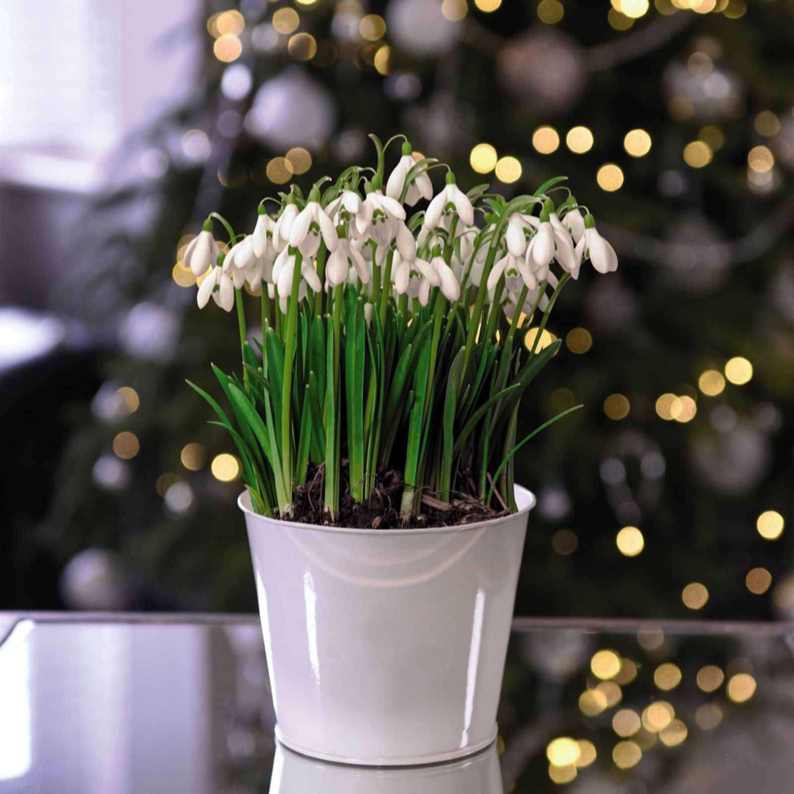 Thompson & Morgan Gift Snowdrops 13cm Pot x 1 in Zinc Pot - QVC UK