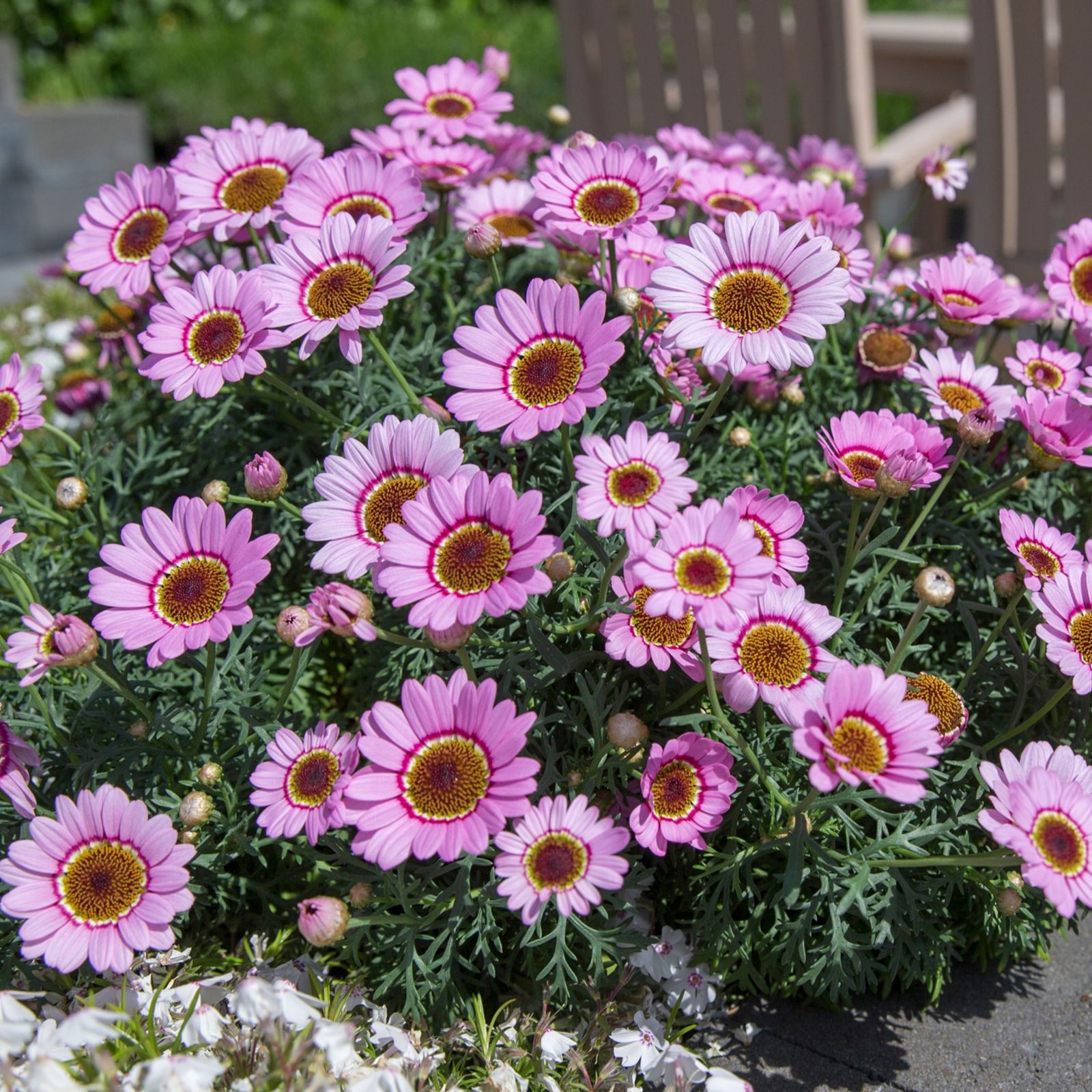 Richard Jackson`s Nursery Fresh Grand Daisy 5 x 6cm Garden Ready - QVC UK