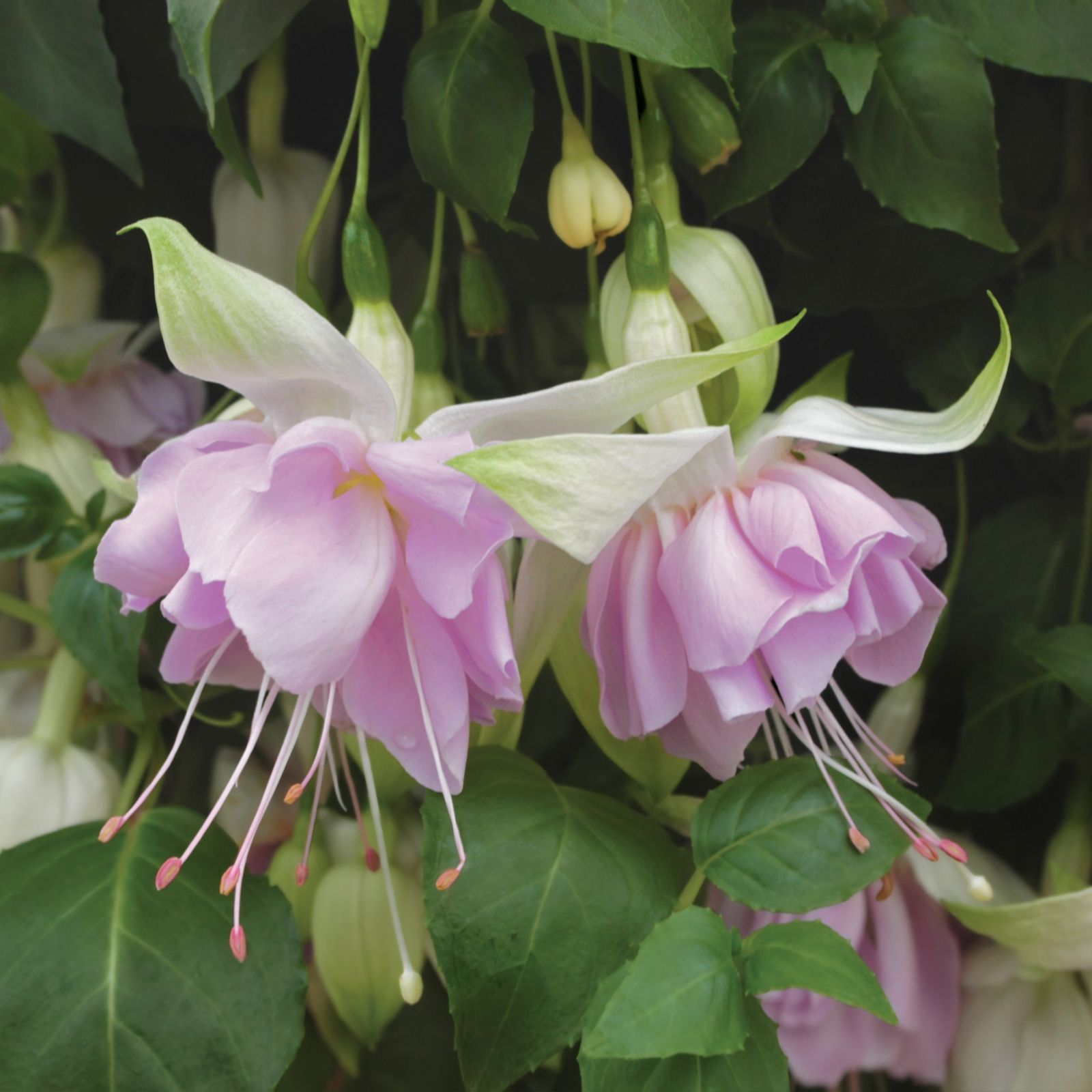 de Jager Glorious Giant Flowering Southern Belles Fuchsias x 8 - QVC UK
