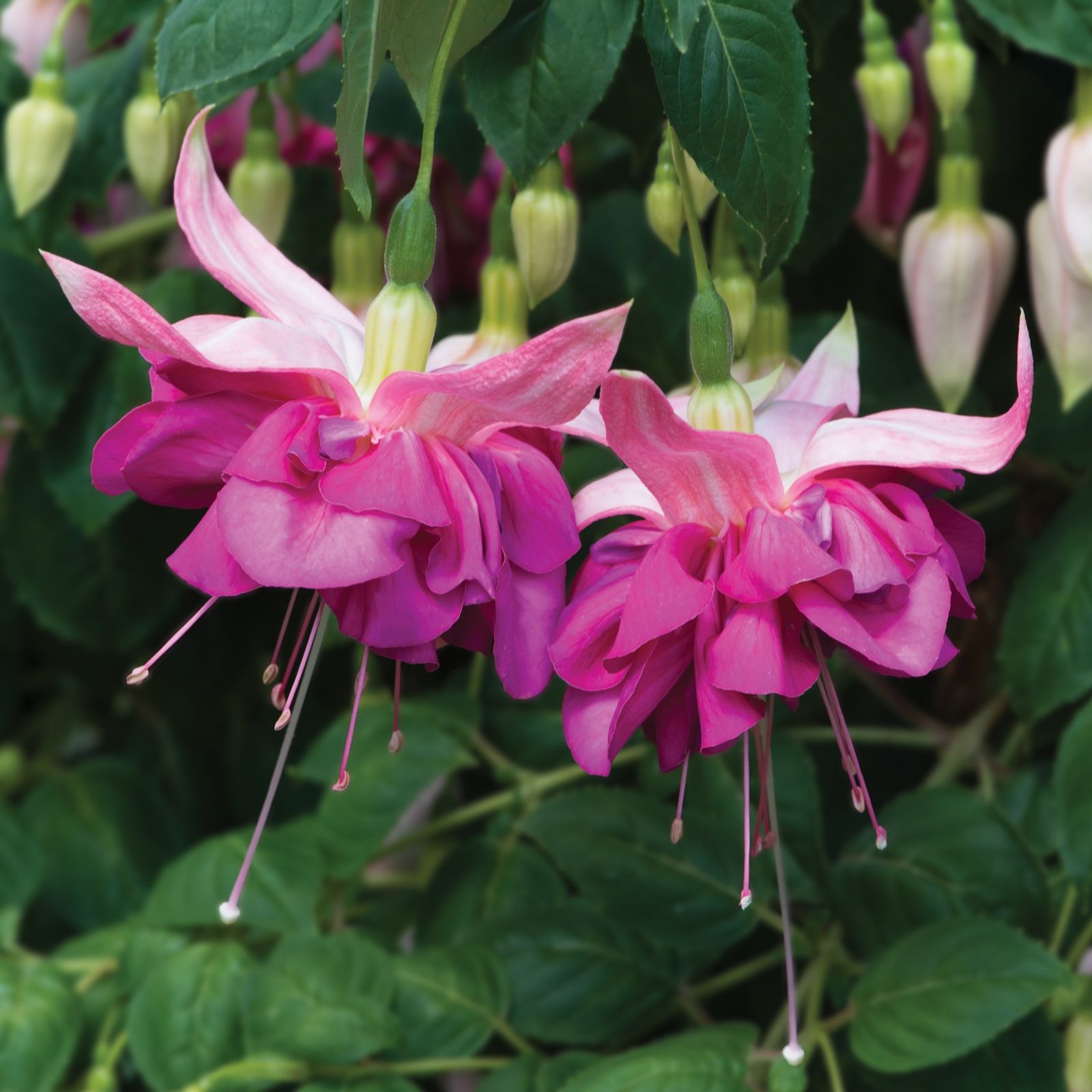 de Jager Glorious Giant Flowering Southern Belles Fuchsias x 8 - QVC UK