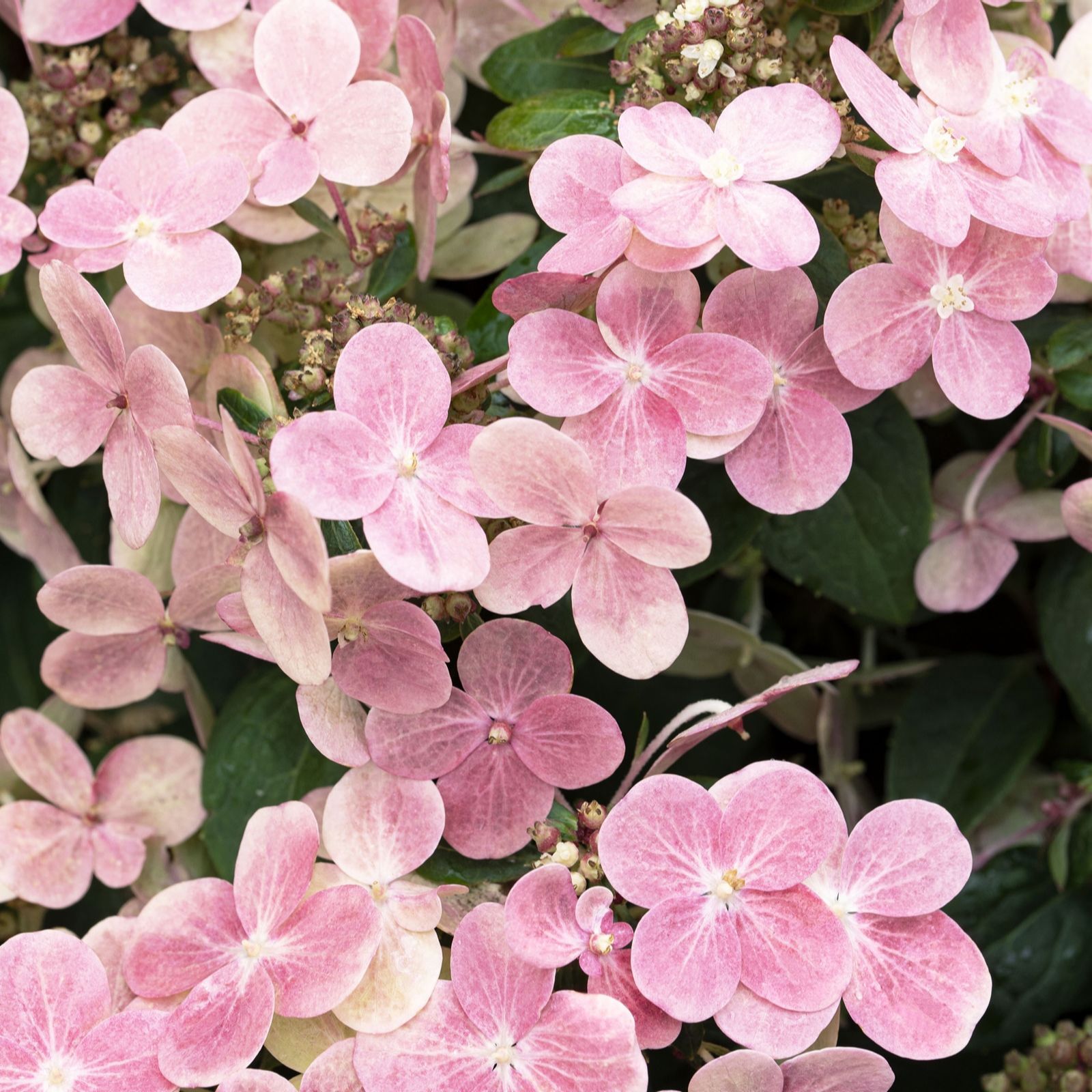 Thompson & Morgan Hydrangea Switch Ophelia 15cm Pot x 1 - QVC UK