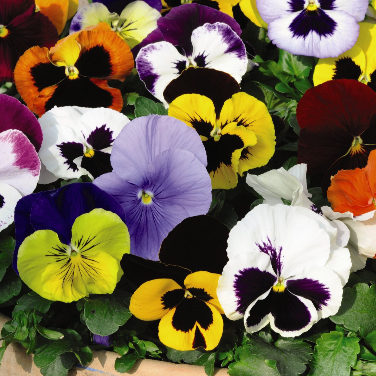 Thompson & Morgan Pansy Matrix Mix Garden Ready Plants x 30 - QVC UK
