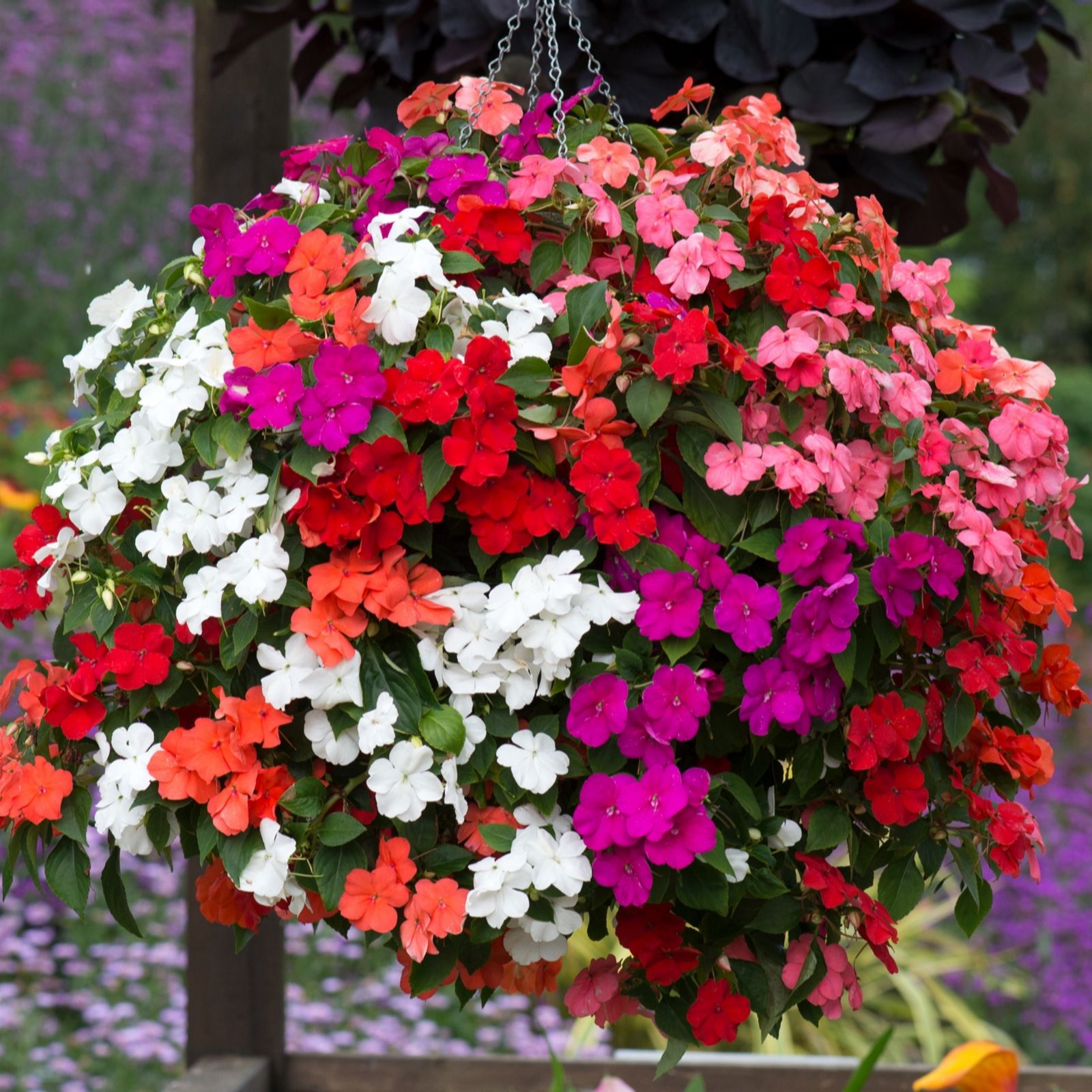 Richard Jackson's Garden Ready New Generation Busy Lizzies 12 x 7cm ...