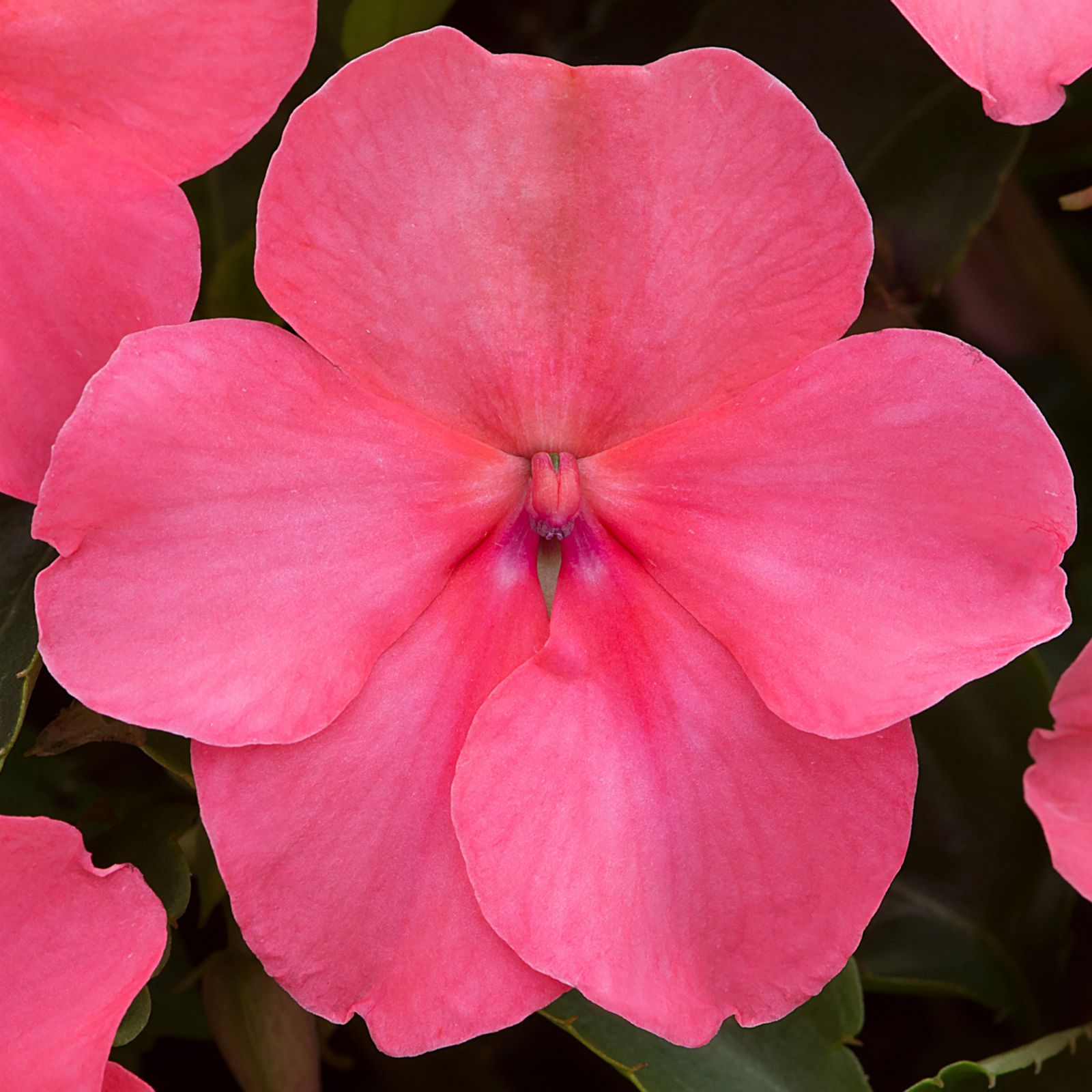 Richard Jackson's Garden Ready New Generation Busy Lizzies 12 x 7cm ...