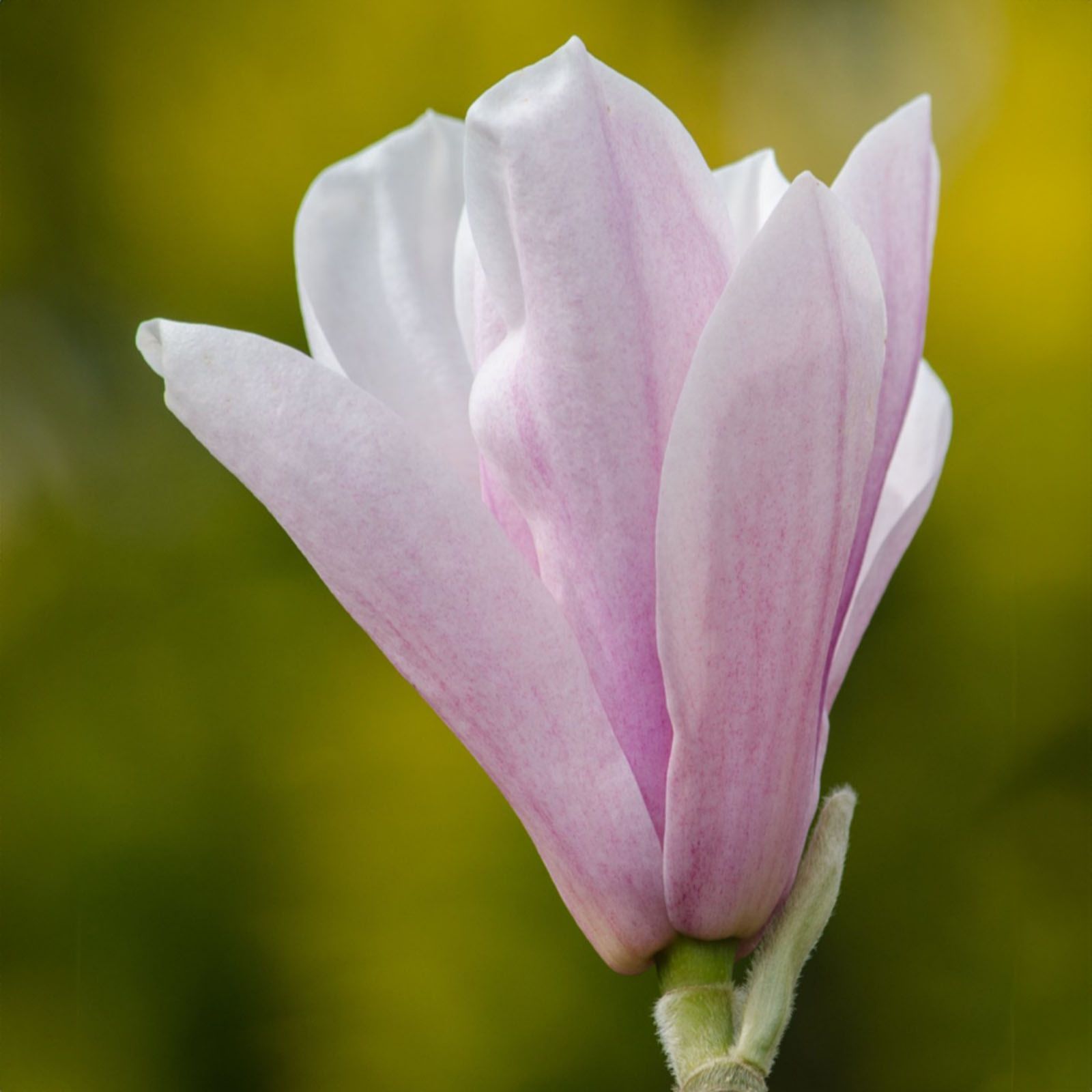 Thompson & Morgan Magnolia Heaven Scent 3.5 Litre Pot x 1 - QVC UK