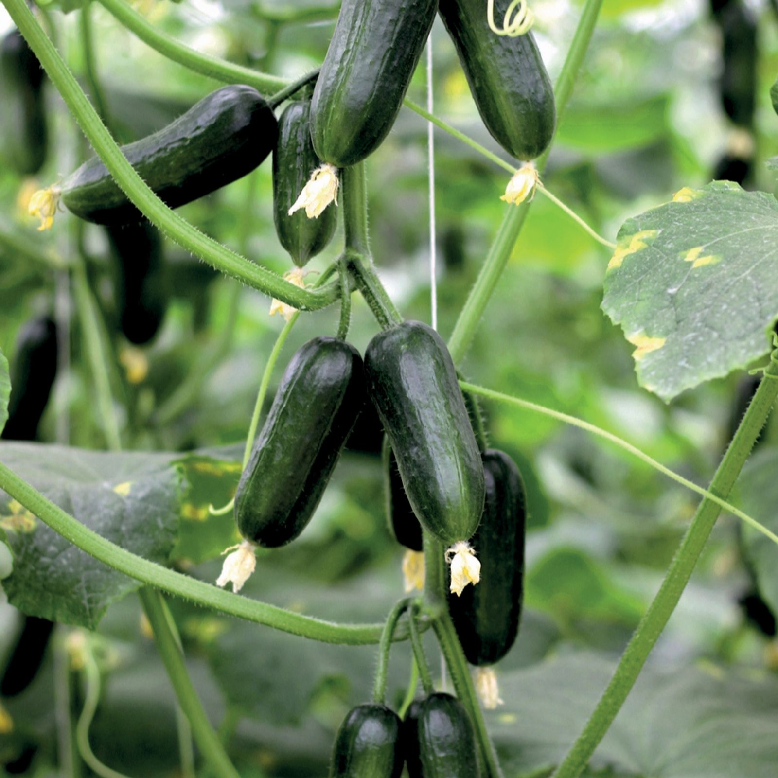 Thompson & Morgan Cucumber Hopeline 9cm Pot x 3 - QVC UK