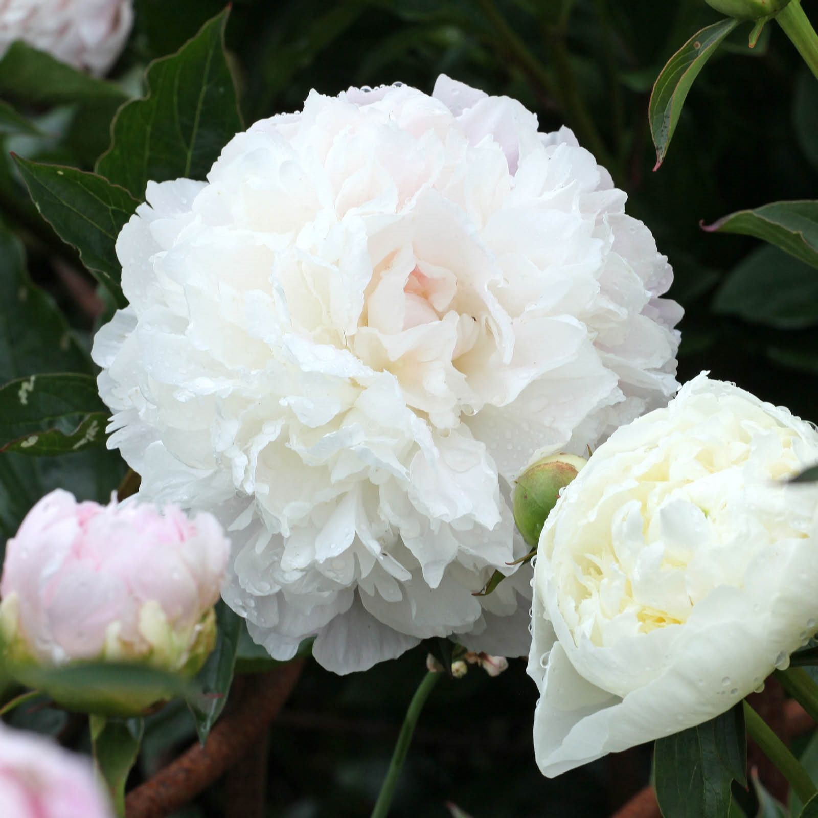 You Garden Pair of Peony 'Duchesse de Nemours ' Bare Root - QVC UK