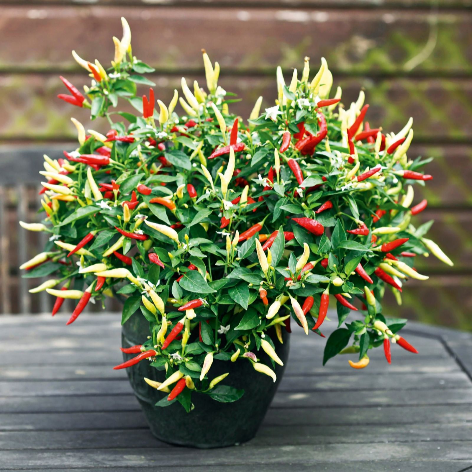 Thompson & Morgan Chilli Pepper 25cm Preplanted Hanging Basket x 1 - QVC UK