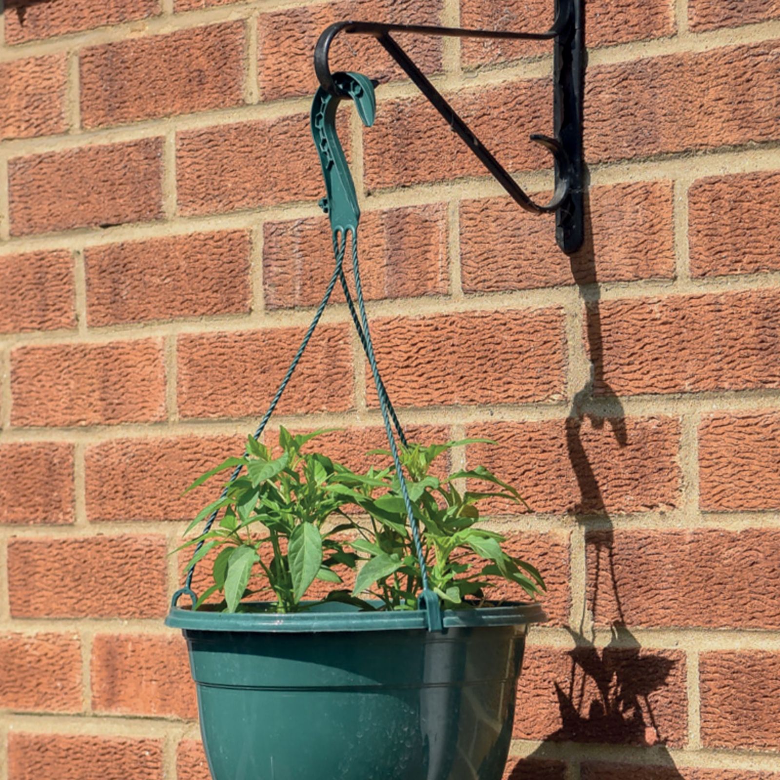 Thompson & Morgan Chilli Pepper 25cm Preplanted Hanging Basket x 1 - QVC UK