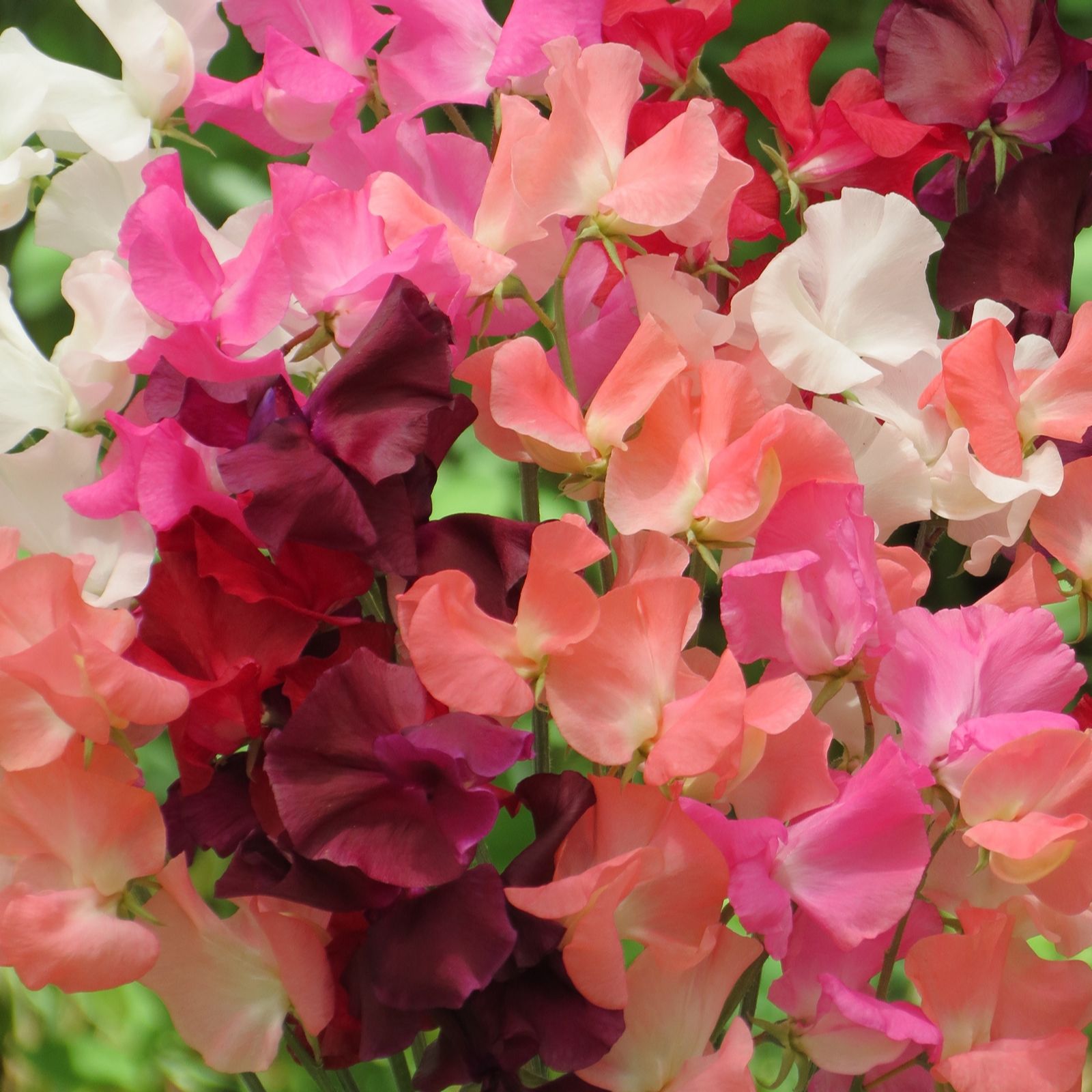 Plants2Gardens Sweet Pea Love Saves The Day Mix 6 x 5cm Mulit Sown - QVC UK