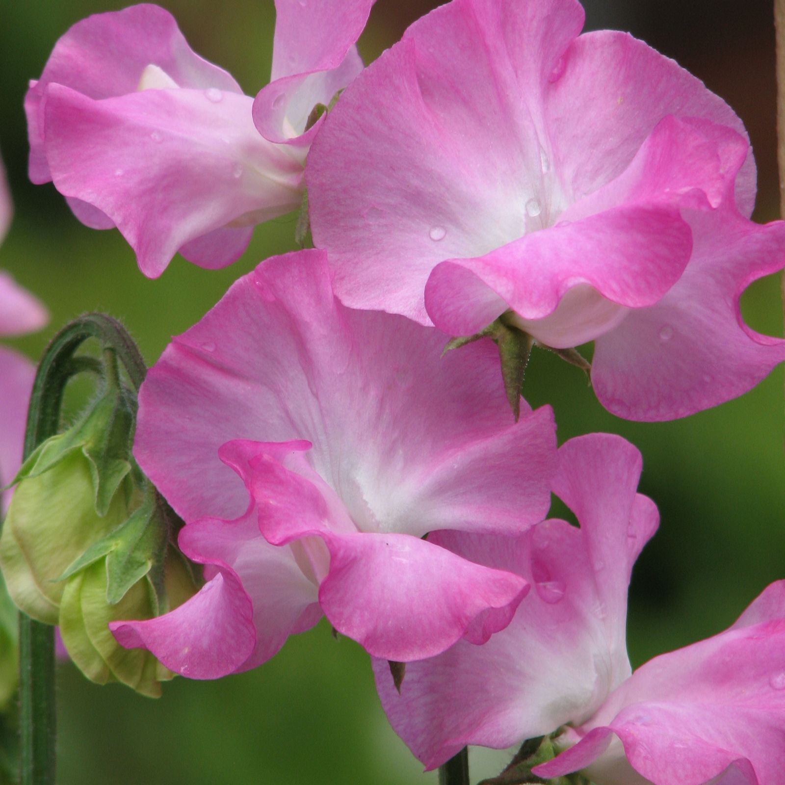 Plants2Gardens Sweet Pea Love Saves The Day Mix 6 x 5cm Mulit Sown - QVC UK