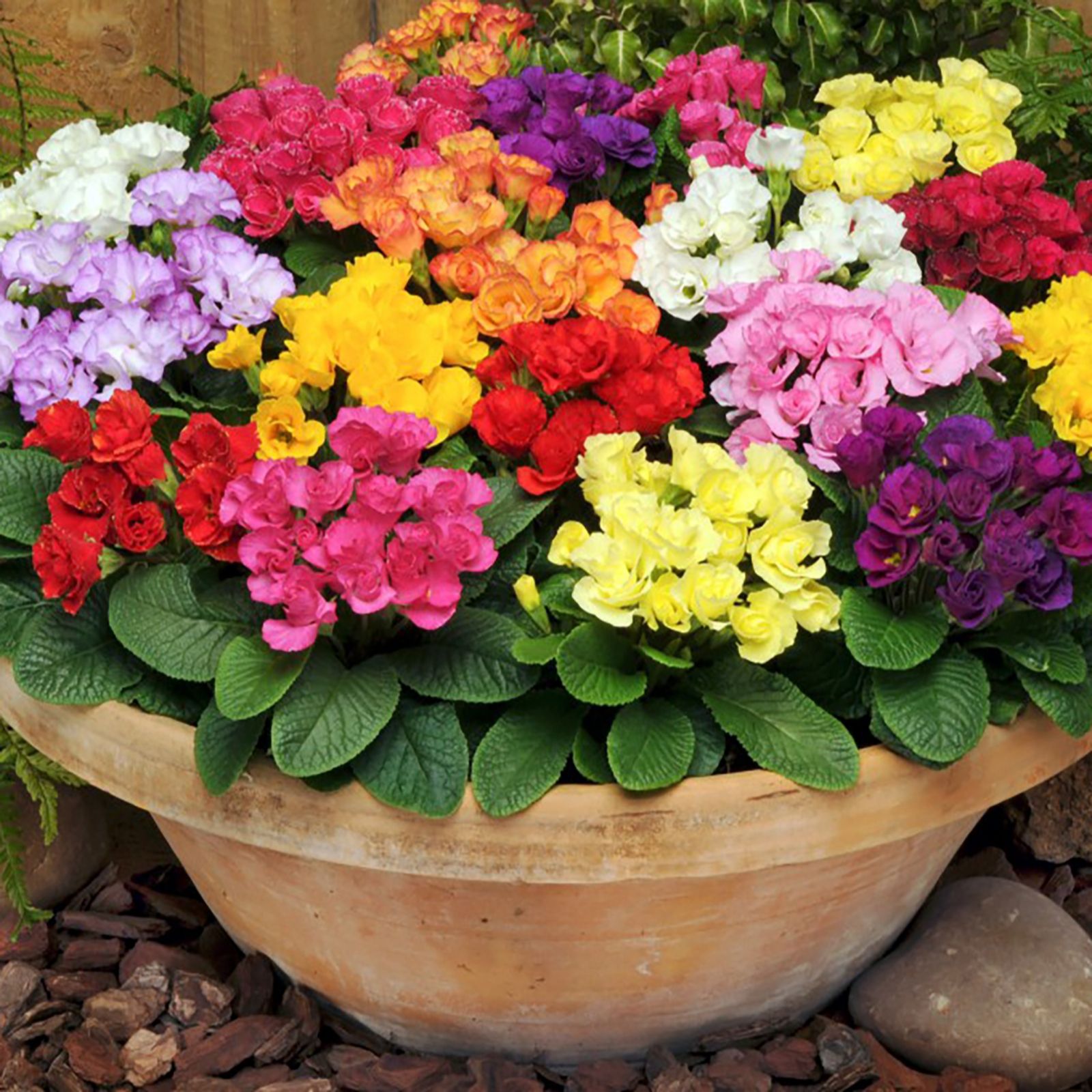 Thompson & Morgan Primrose Primlet Mix 6cm Young Plants x 15 - QVC UK