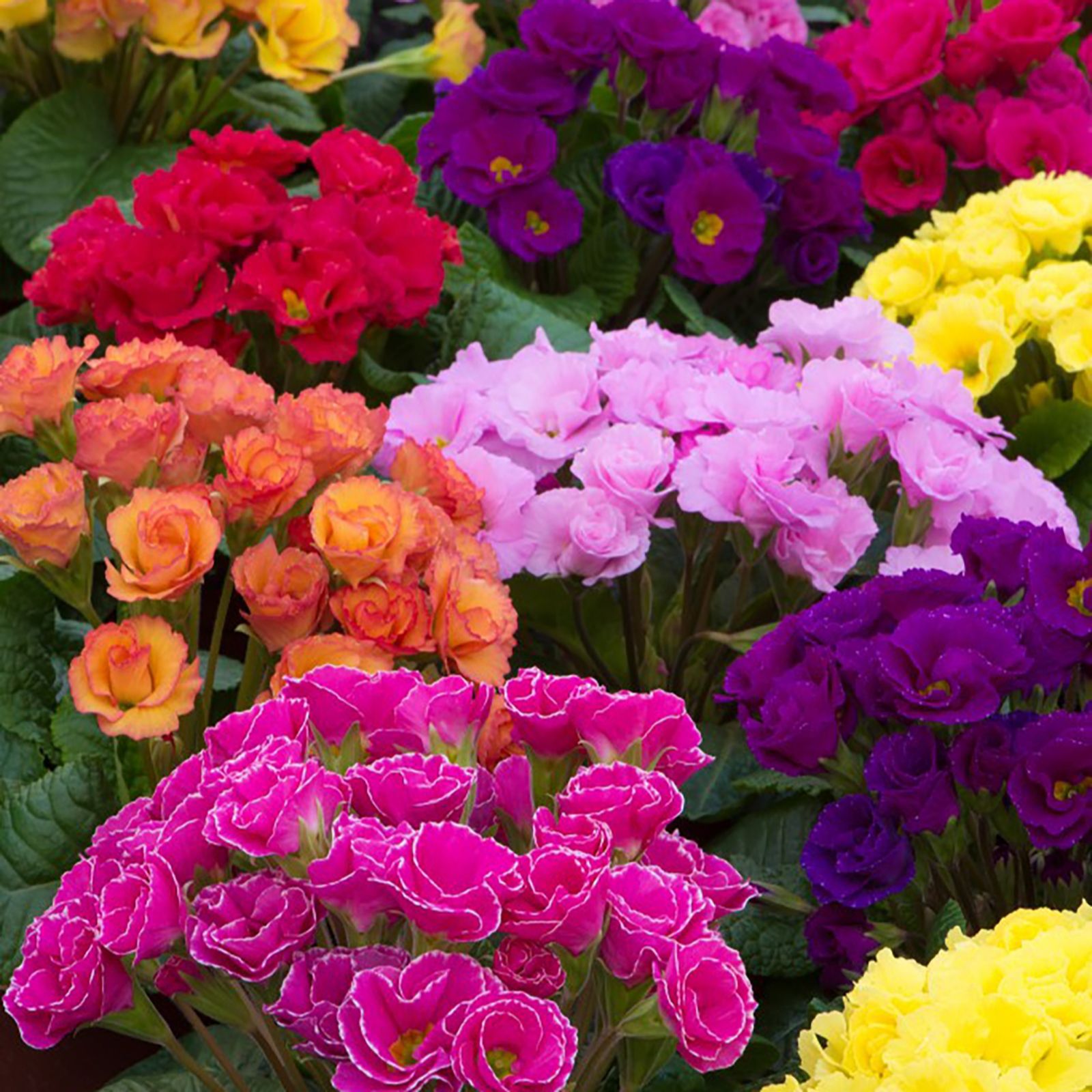 Thompson & Morgan Primrose Primlet Mix 6cm Young Plants x 15 - QVC UK