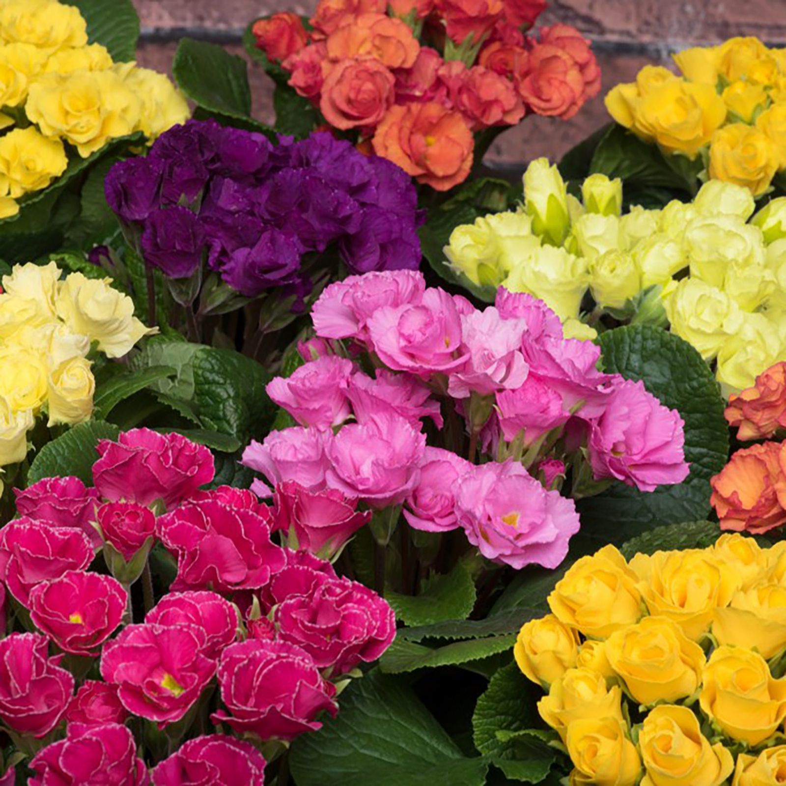 Thompson & Morgan Primrose Primlet Mix 6cm Young Plants x 15 - QVC UK