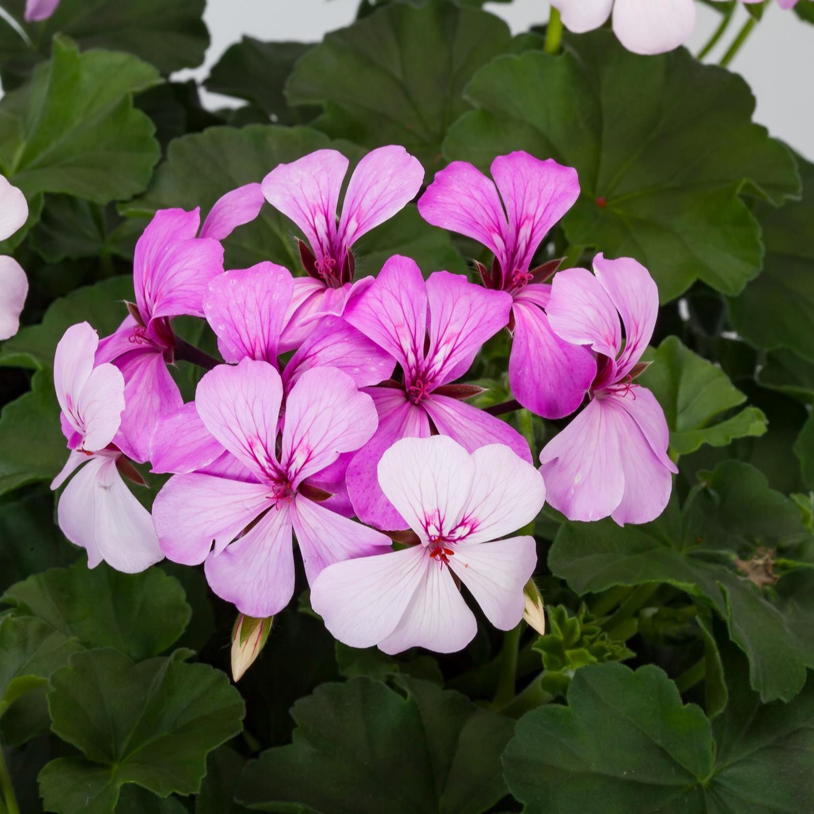 Plants2Gardens Geranium Calliope Collection 6x 6cm - QVC UK