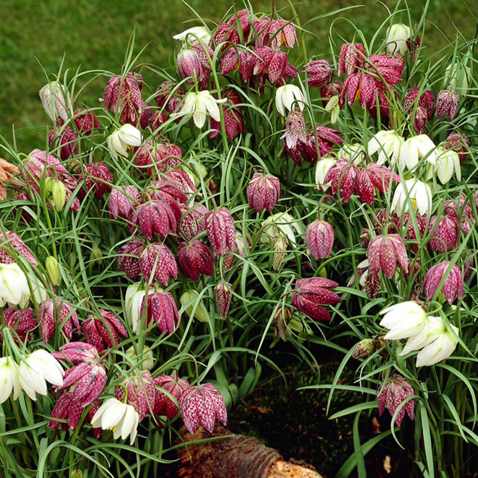 YouGarden Fritillaria 'meleagris mixed' x50 bulbs - QVC UK