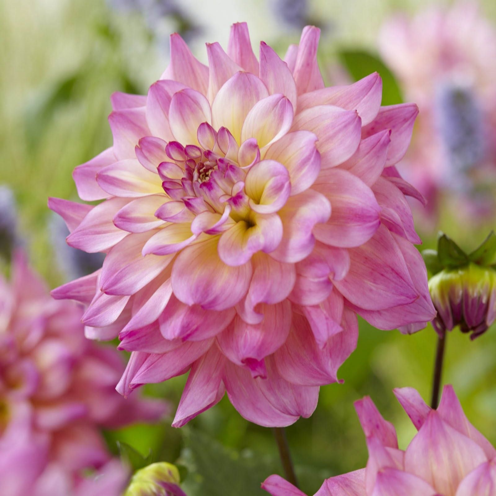Thompson&Morgan Dahlia Beautiful Bouquet Collection 6 Tubers - QVC UK