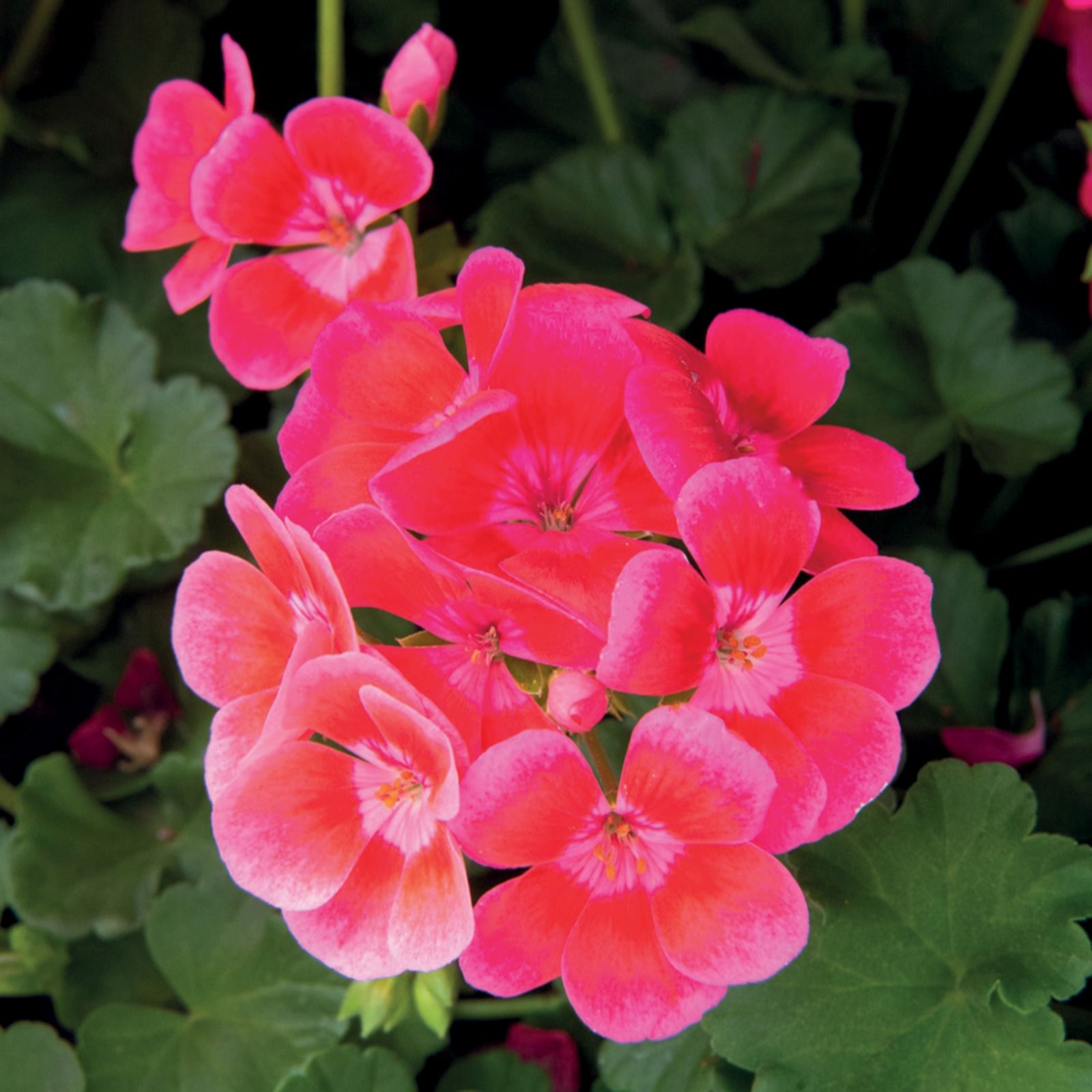 Thompson & Morgan Geranium 'Pretty Little Pink Splash' x 6 - QVC UK