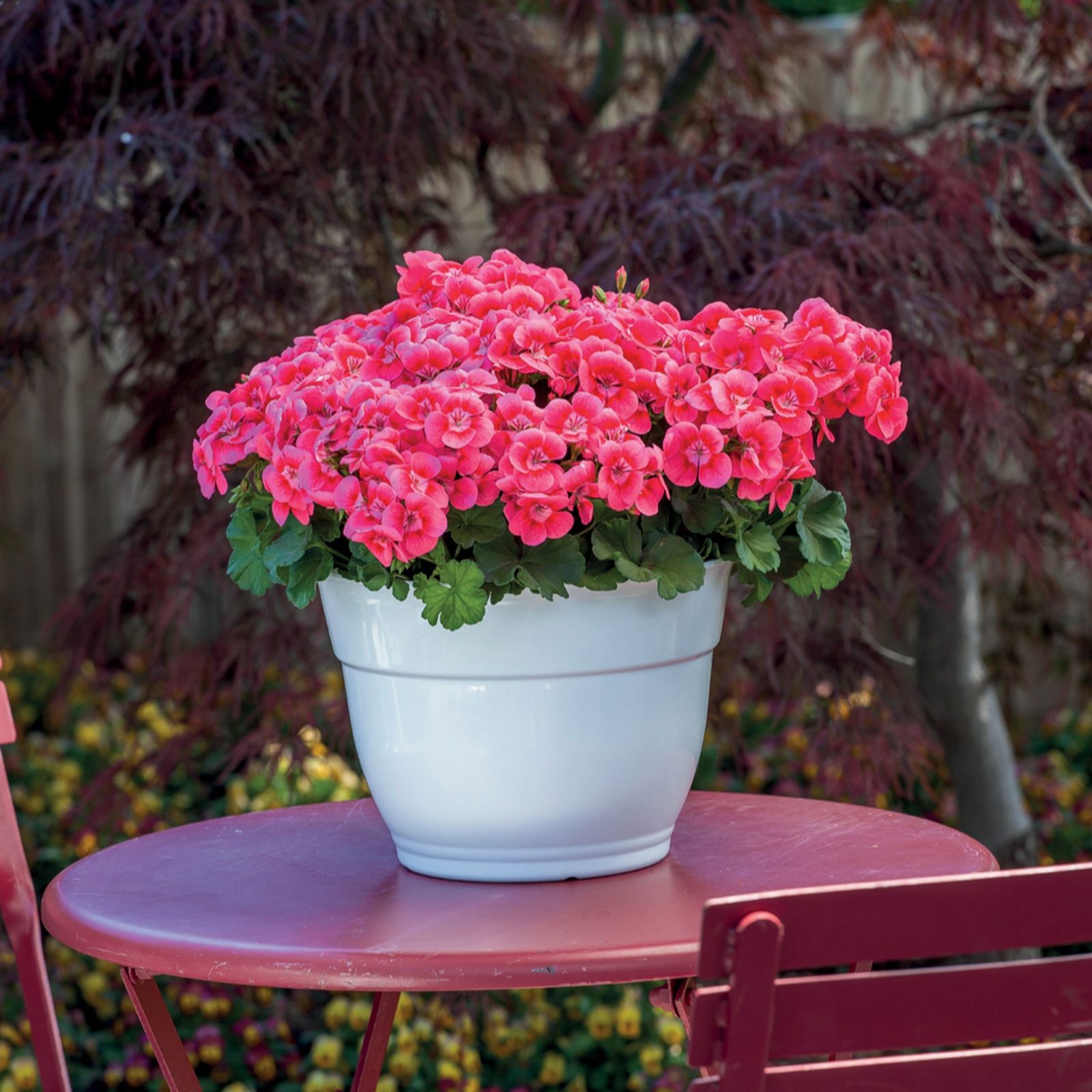 Thompson & Morgan Geranium 'Pretty Little Pink Splash' x 6 - QVC UK