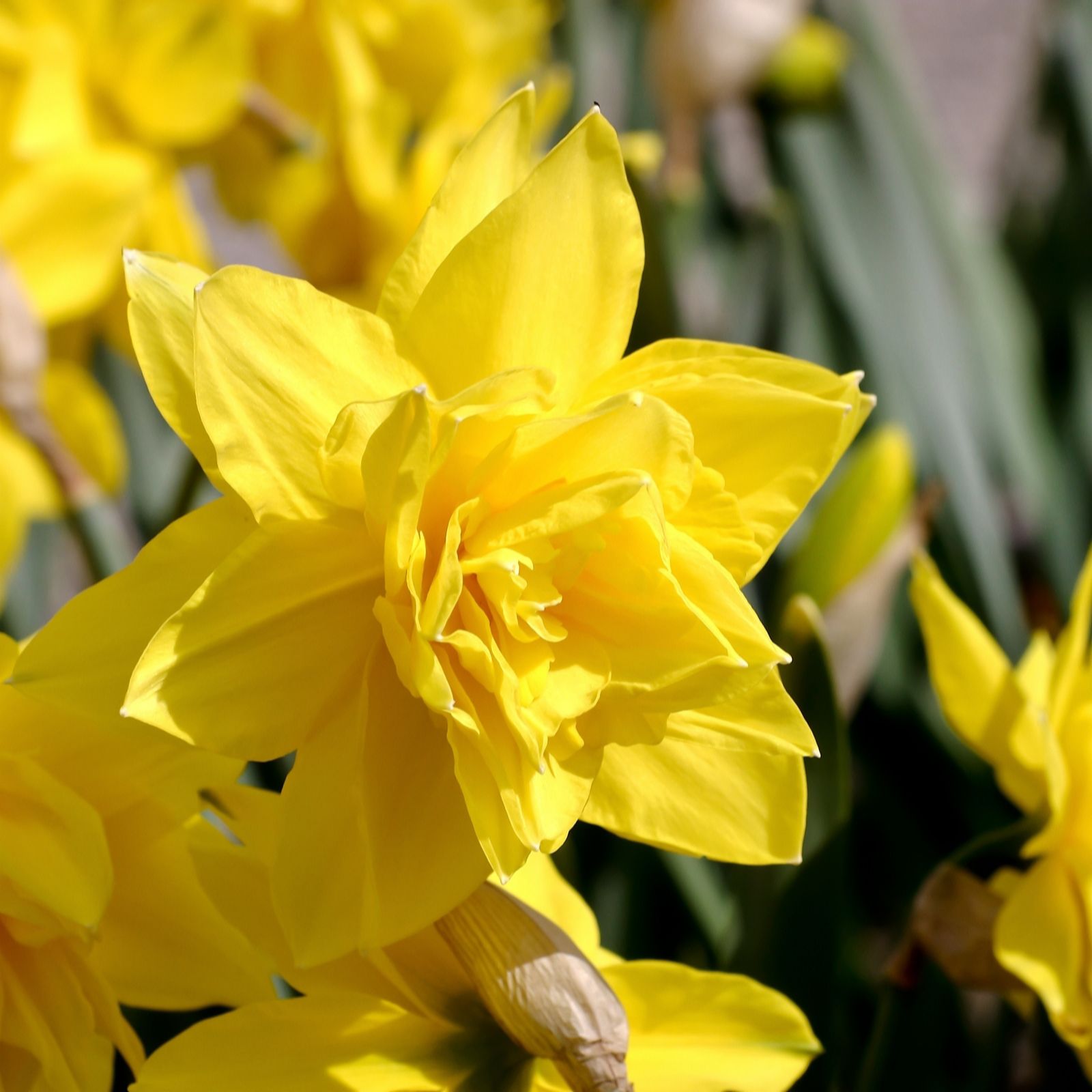 Hayloft Plans Heritage Double Daffodils - QVC UK