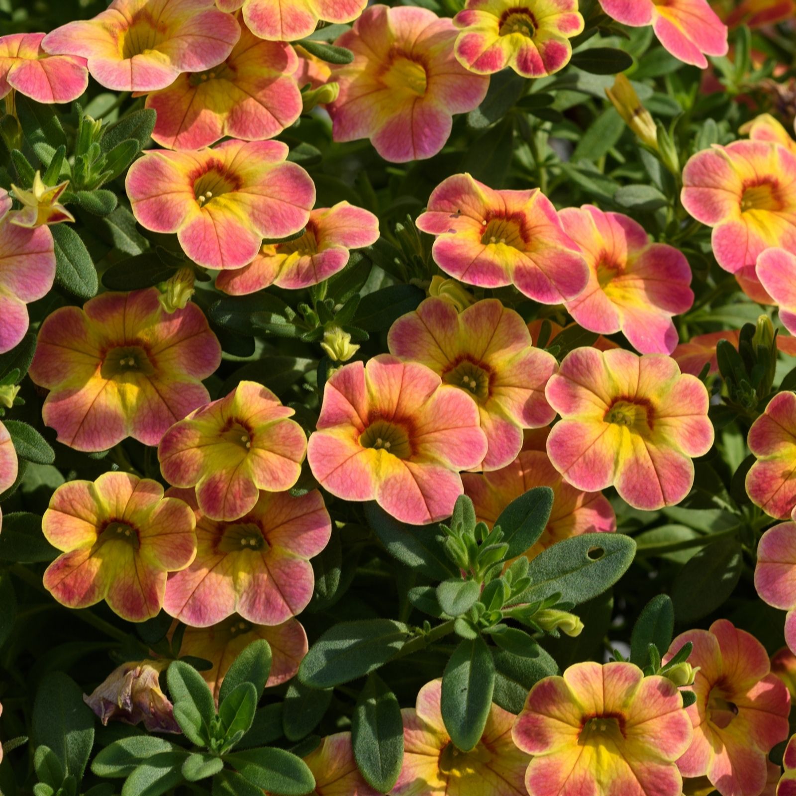 Plants2Gardens Calibrachoa Ombre Collection - QVC UK