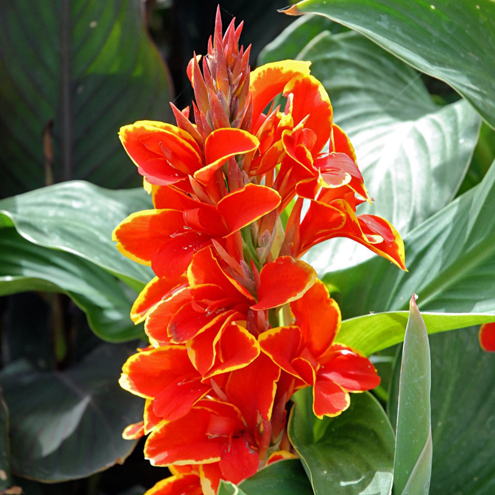 Thompson&Morgan Canna 'Cannova Red Golden Flame' x 1 - QVC UK