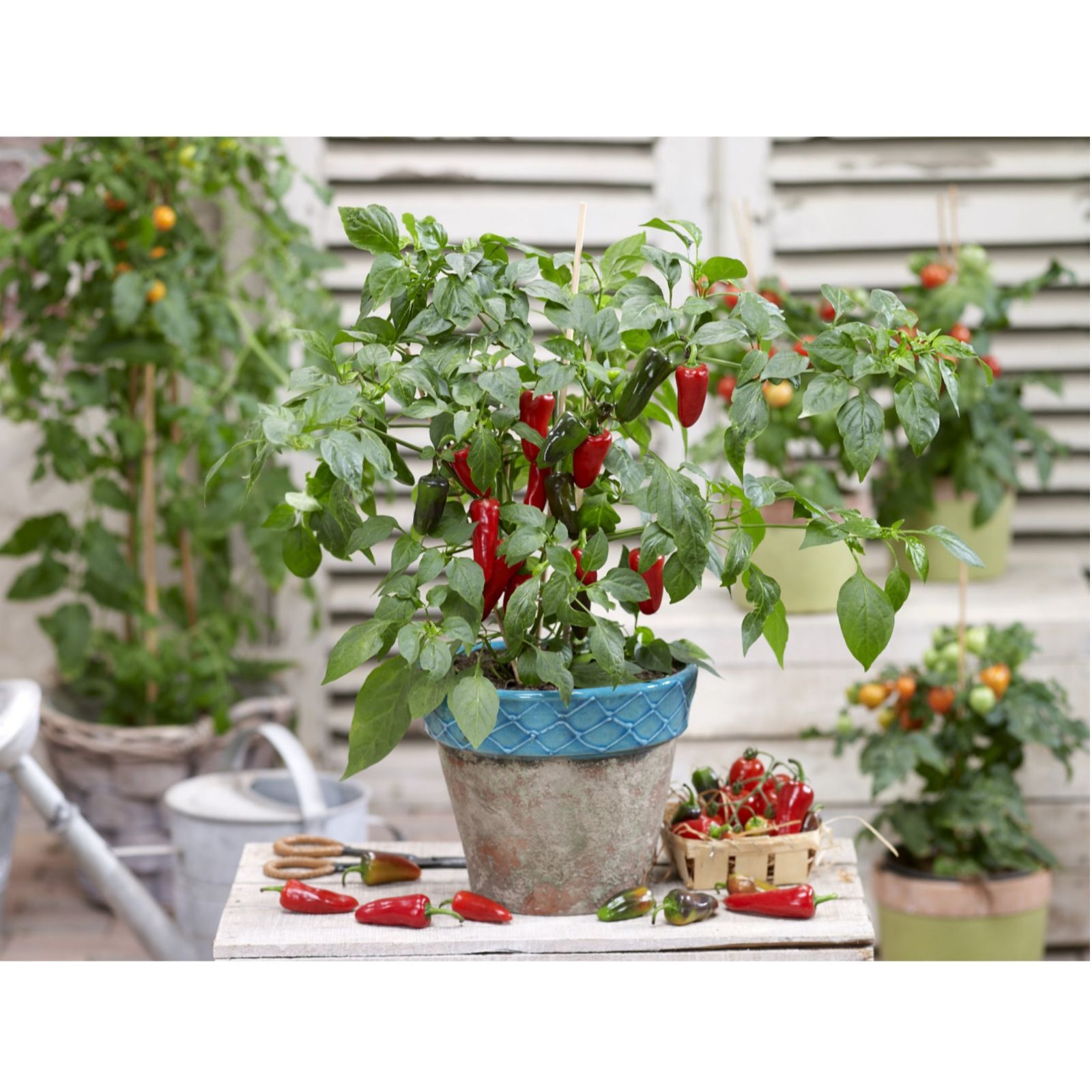 Thompson & Morgan Chilli Baby Jalapeno 9cm Pot x 3 - QVC UK