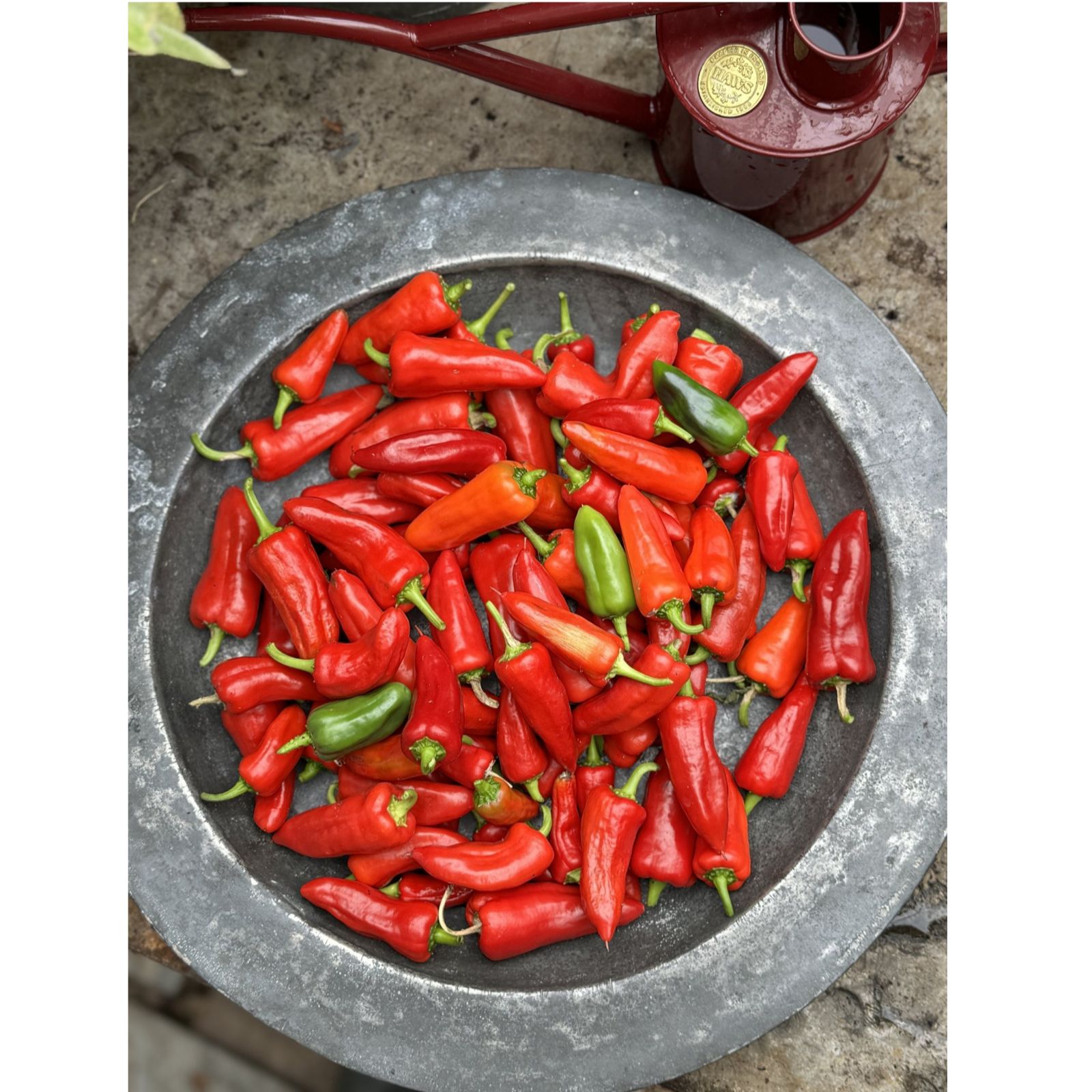 Thompson & Morgan Chilli Baby Jalapeno 9cm Pot x 3 - QVC UK