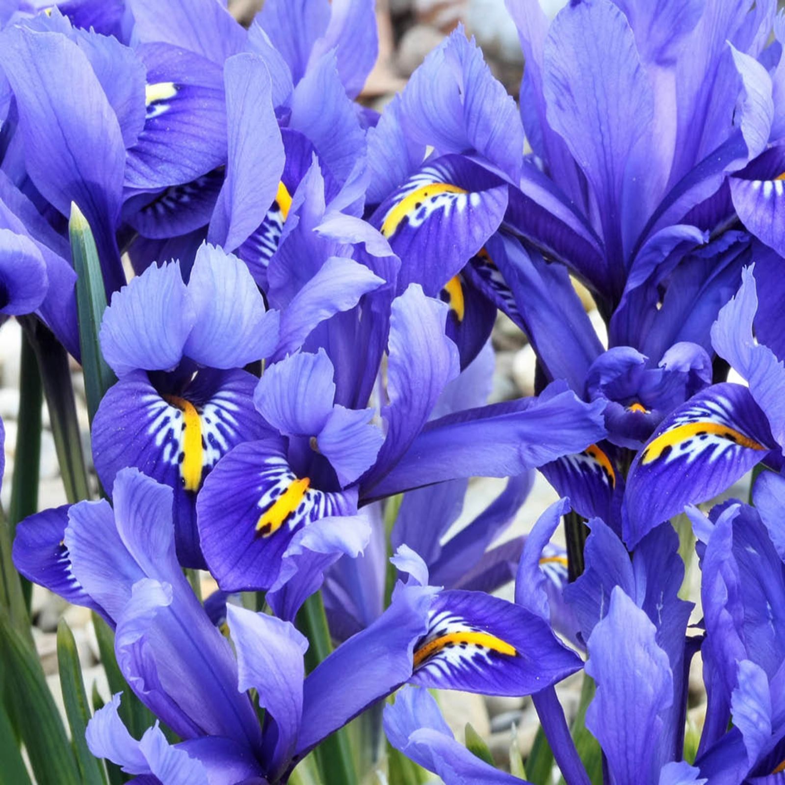 YouGarden Miniature Iris 'reticulata Blue' x60 bulbs - QVC UK