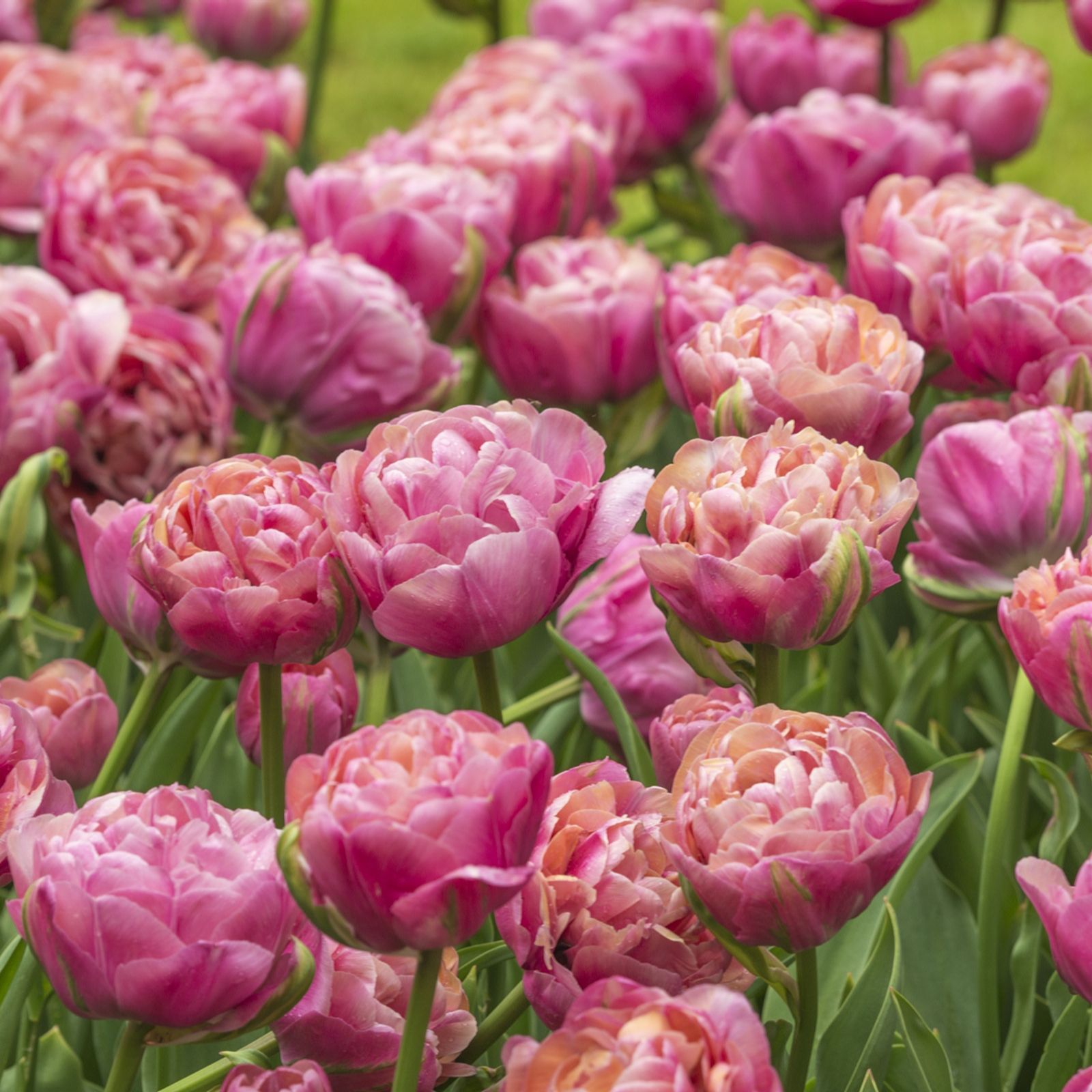 Thompson & Morgan Tulip Royal Palace Doubles Collection 30 x Bulbs - QVC UK